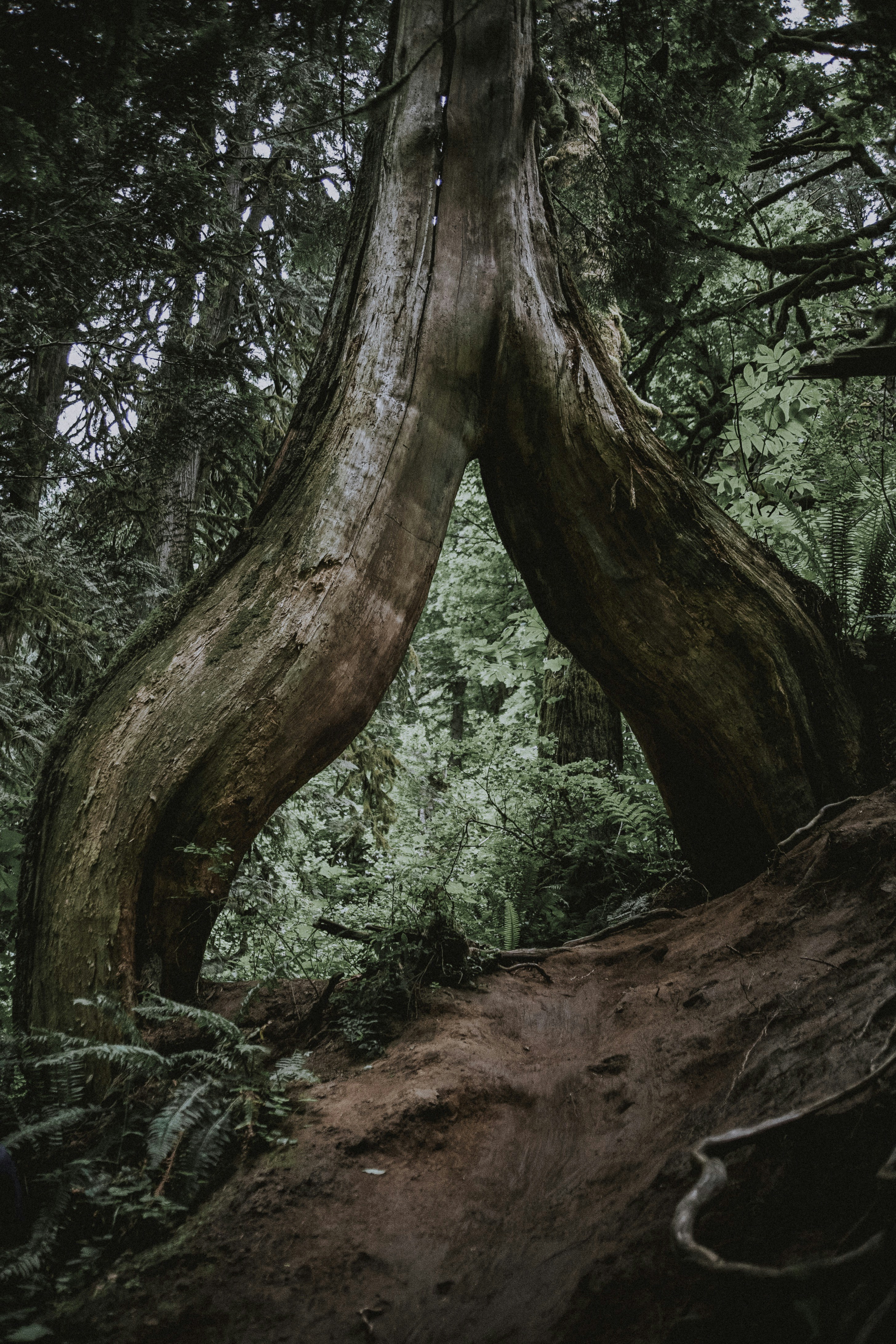 Narrow pathway under brown tree trunk photo – Free Tree Image on Unsplash