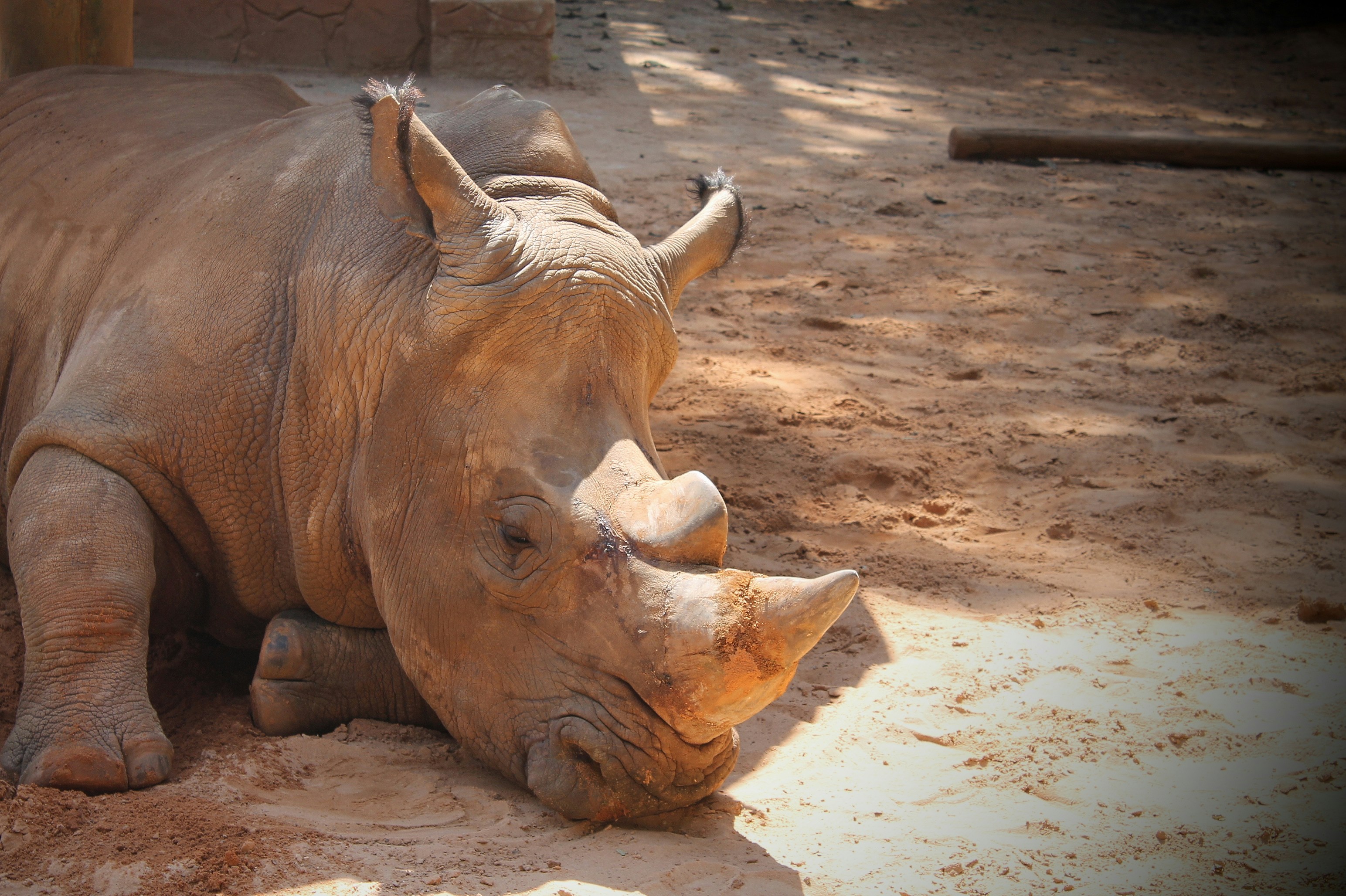 Grey rhinoceros photo – Free Animals Image on Unsplash