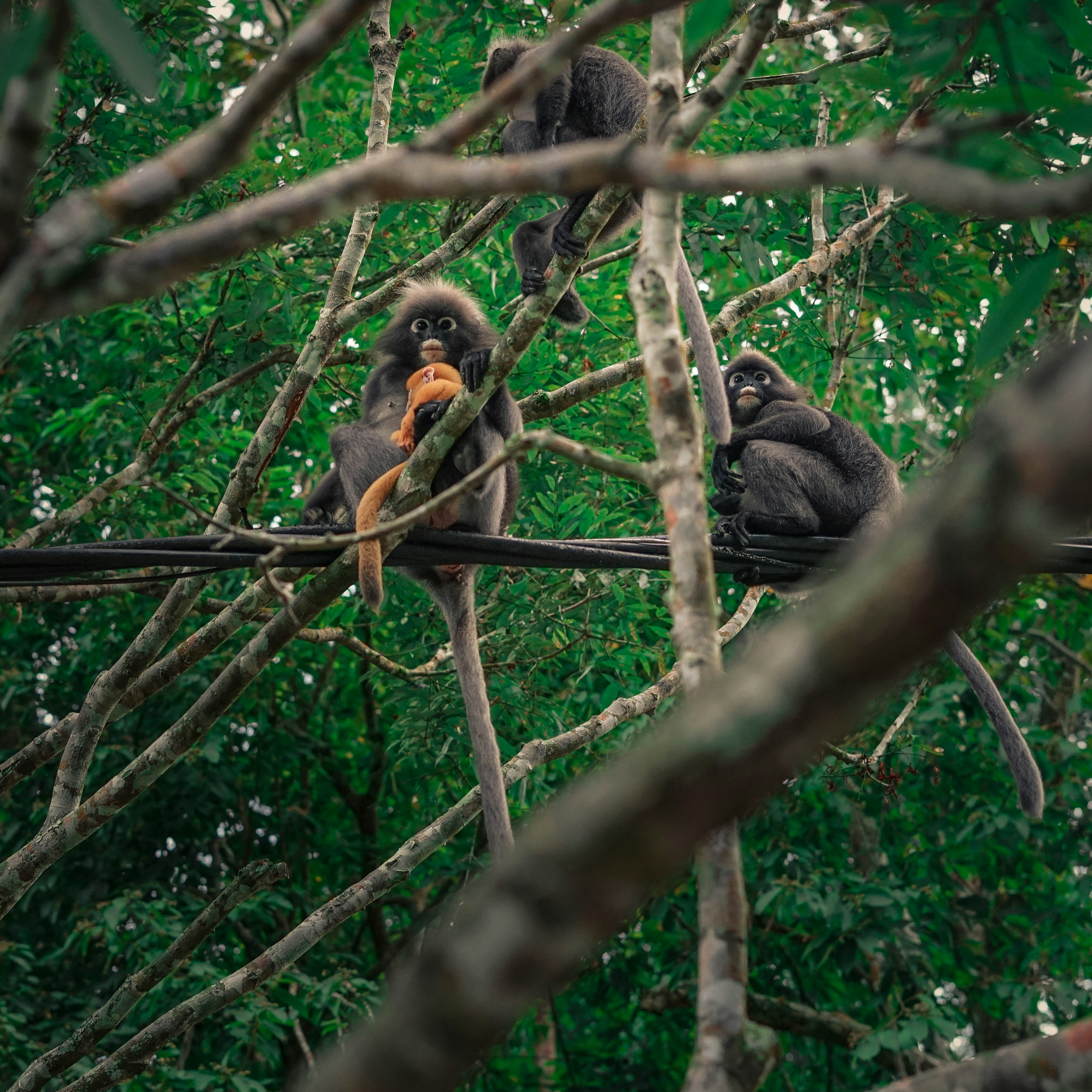 Three primates on tree photo – Free Green Image on Unsplash
