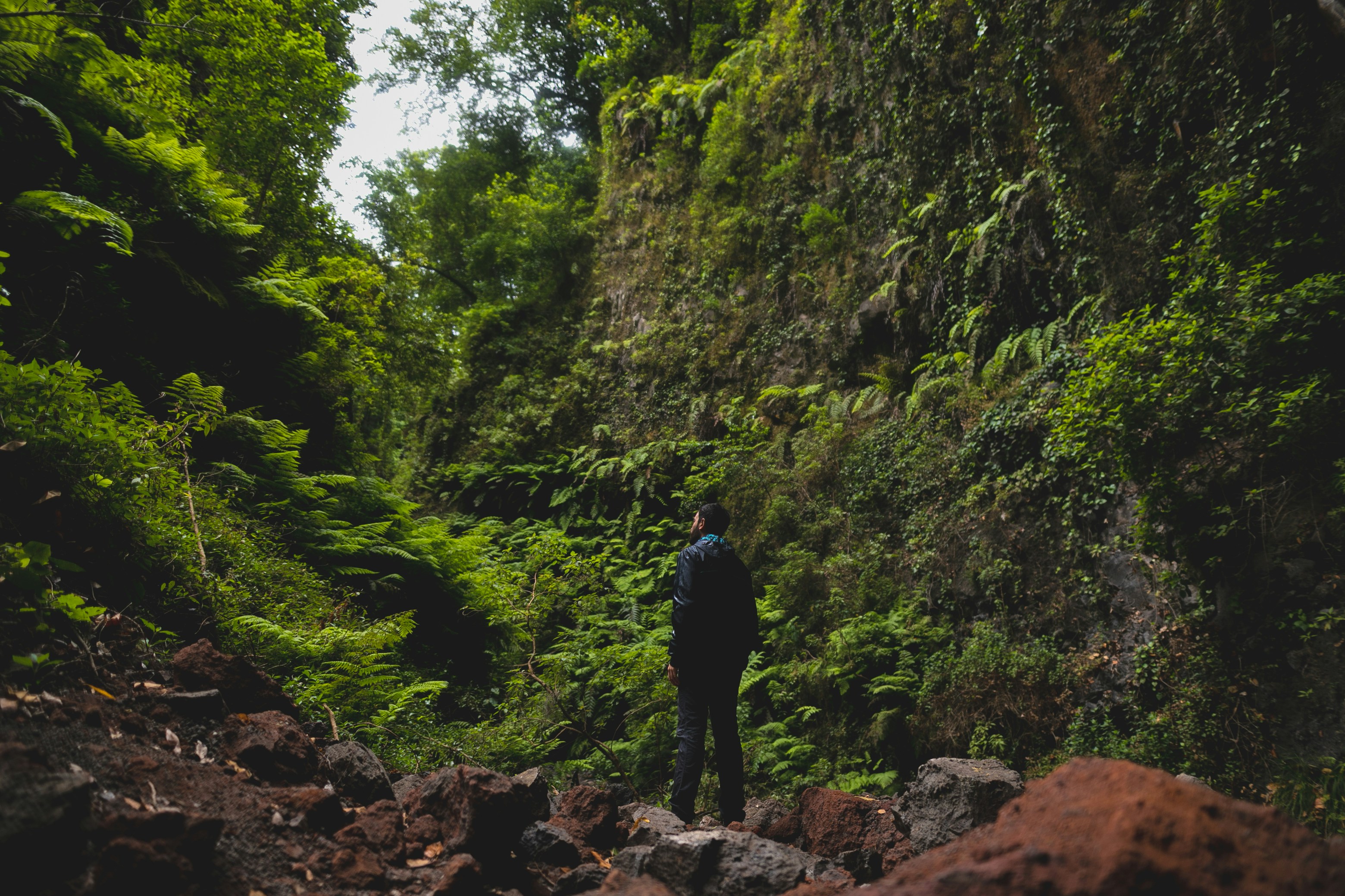 A solitary figure stands amidst lush greenery in a deep ravine, surrounded by towering walls of rock and vibrant ferns.