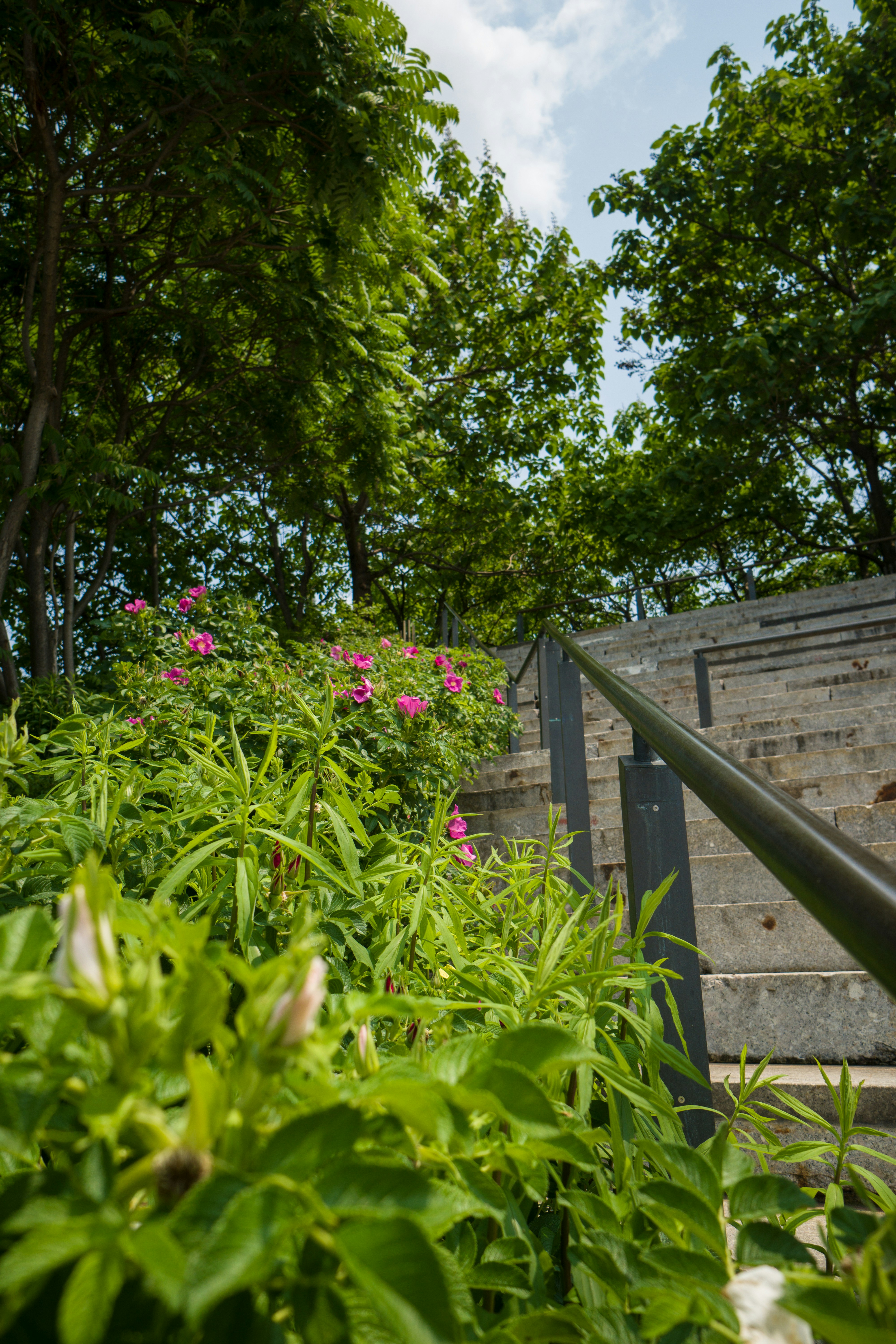 Pink Blooms Beside a Sunlit Staircase in a Lush Green Corridor