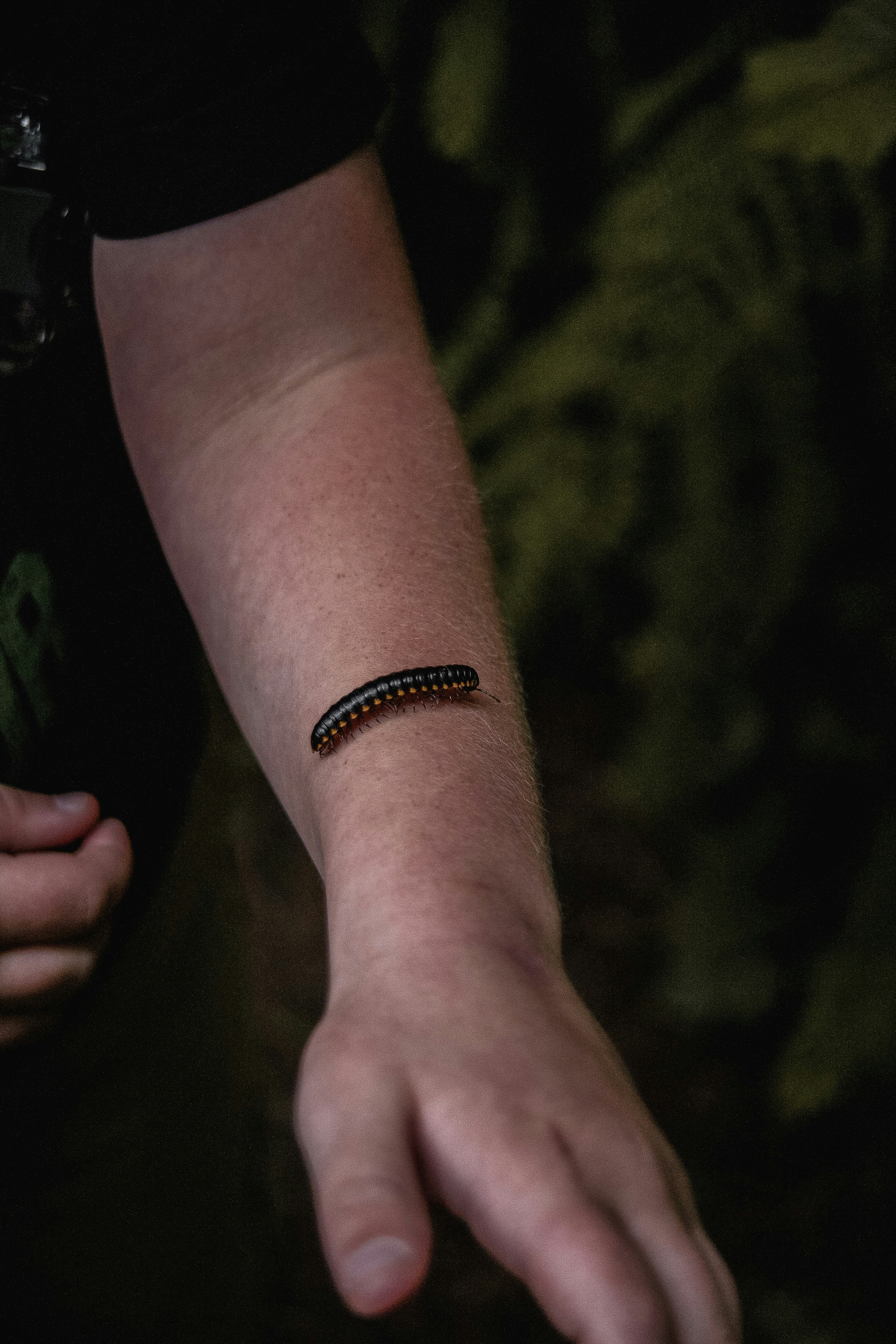 Black centipede on man's arn photo – Free Arm Image on Unsplash