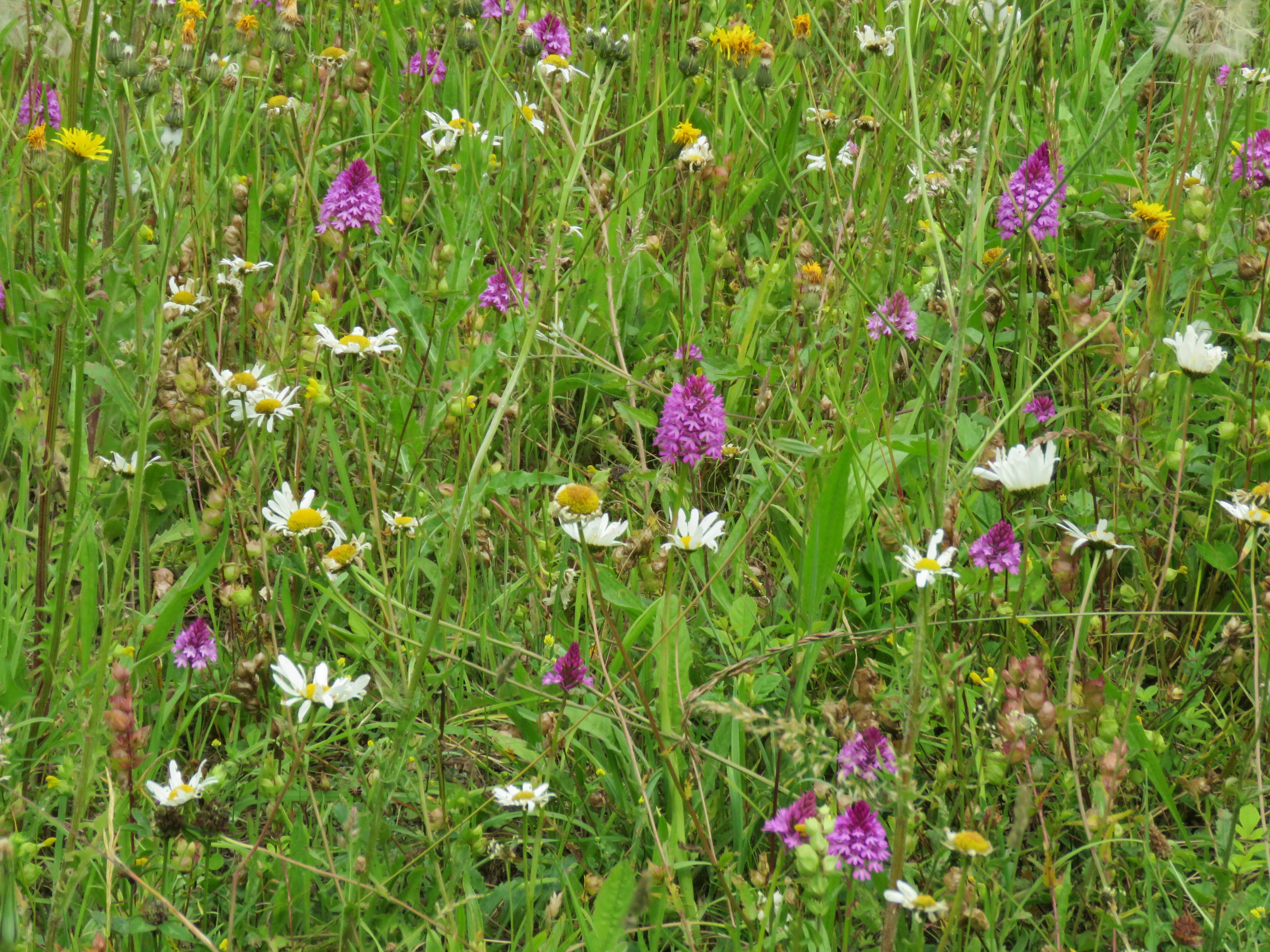 Meadow Mosaic: White Daisies and Purple Lupines in Sunlit Grass