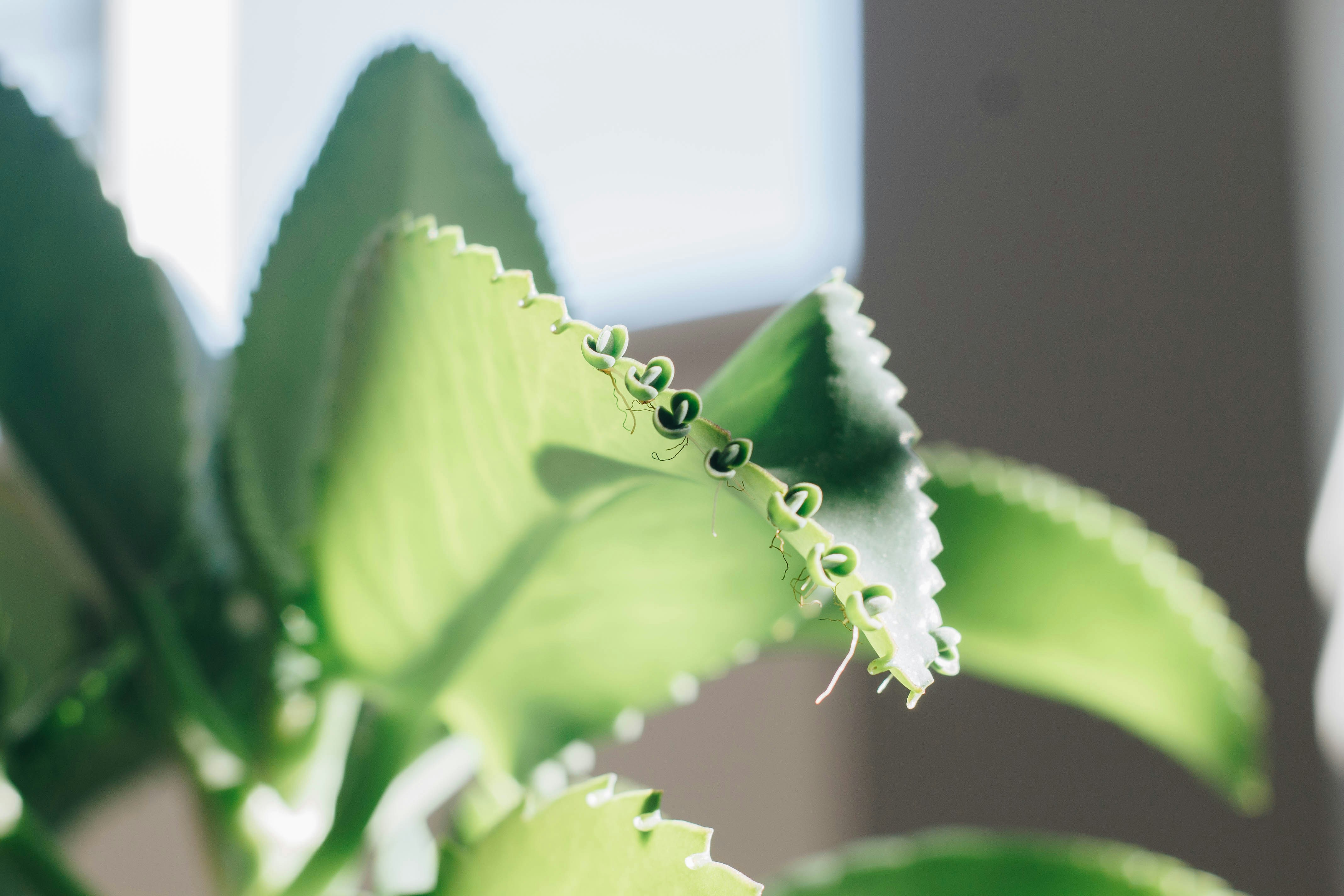 Backlit Serrations: Close-Up of a Sunlit Green Leaf Edge