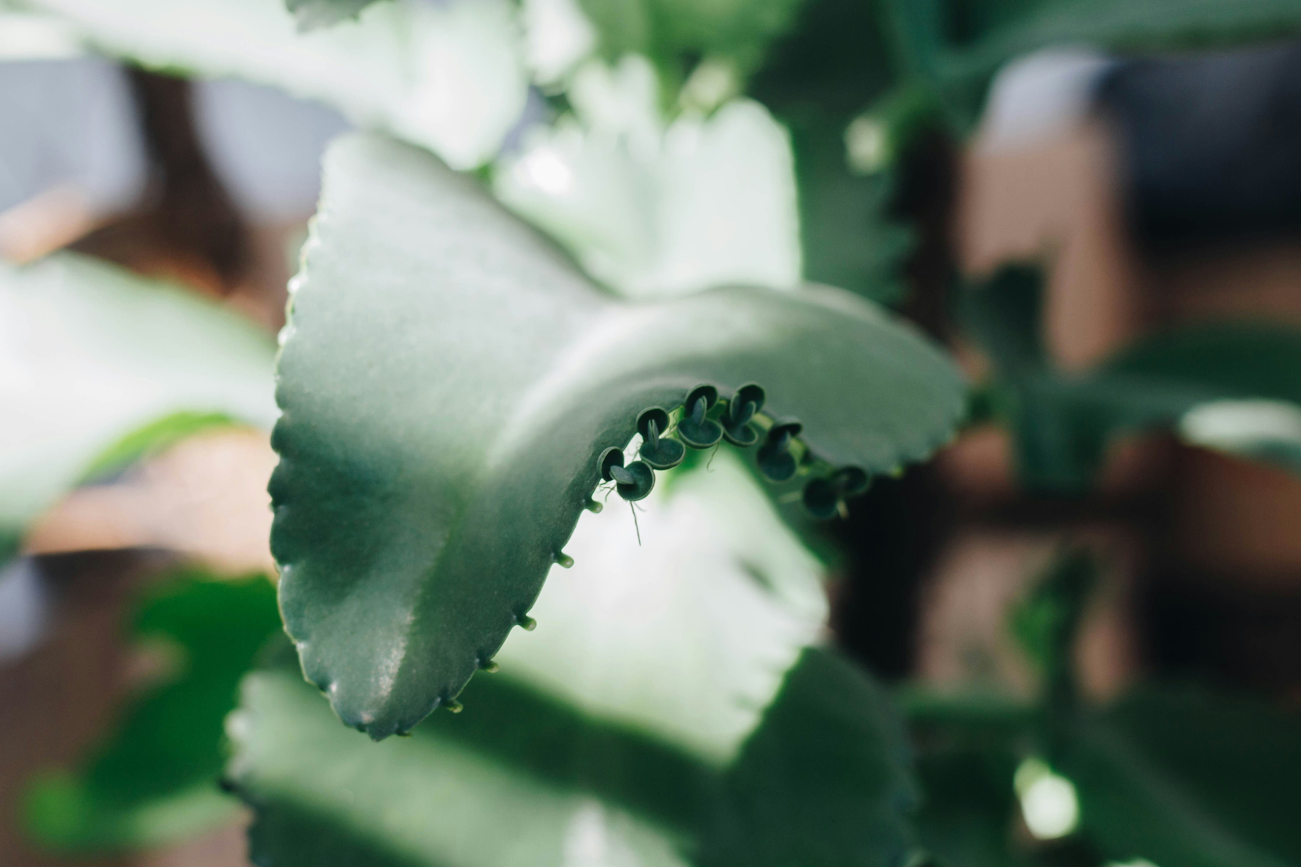 Spiral Foliage: A Close-Up of Serrated Leaves and Curled Vines