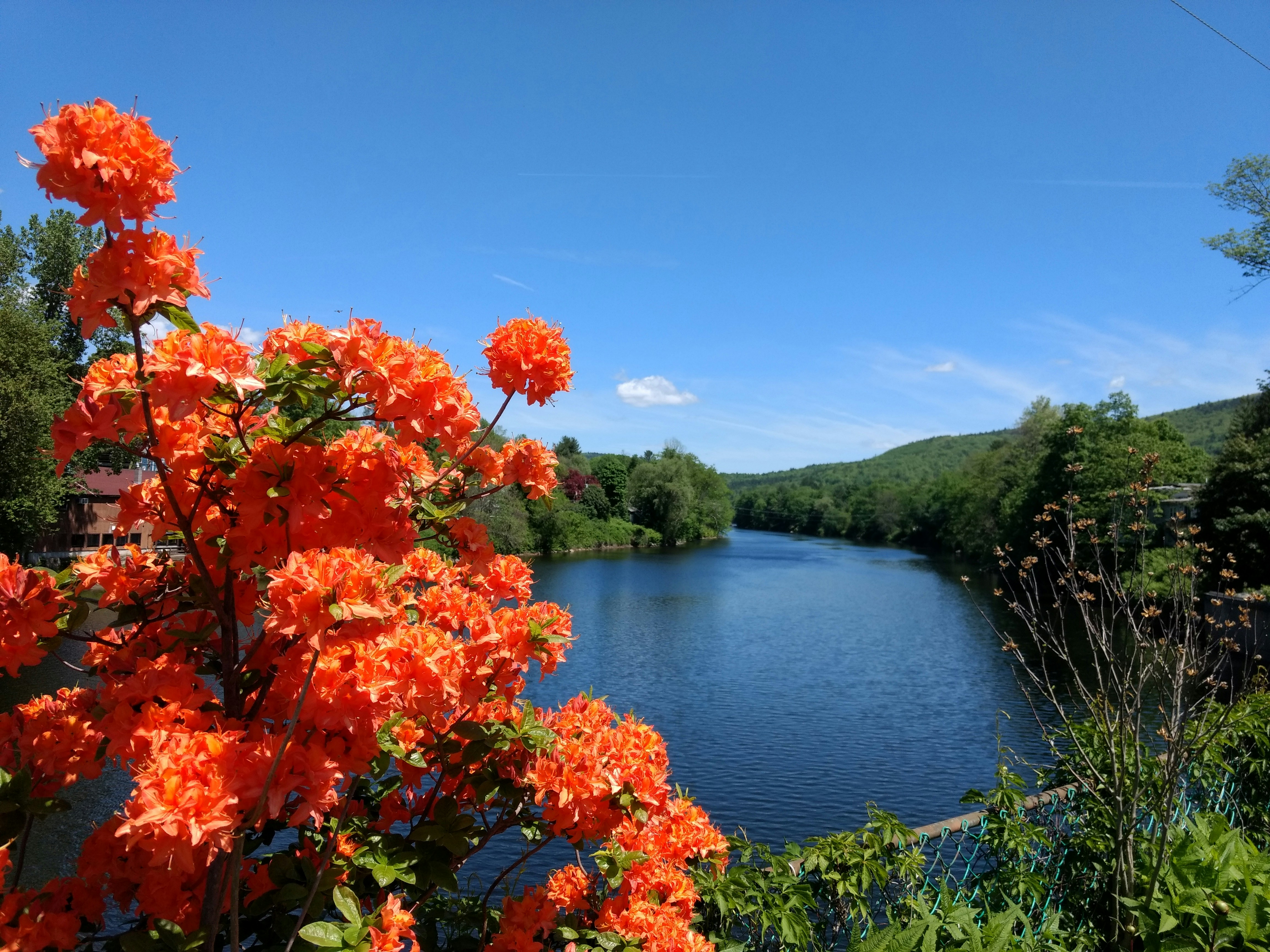 Bright orange blossoms dominate the foreground, framing a tranquil river. Lush trees and a clear blue sky complete this peaceful landscape.