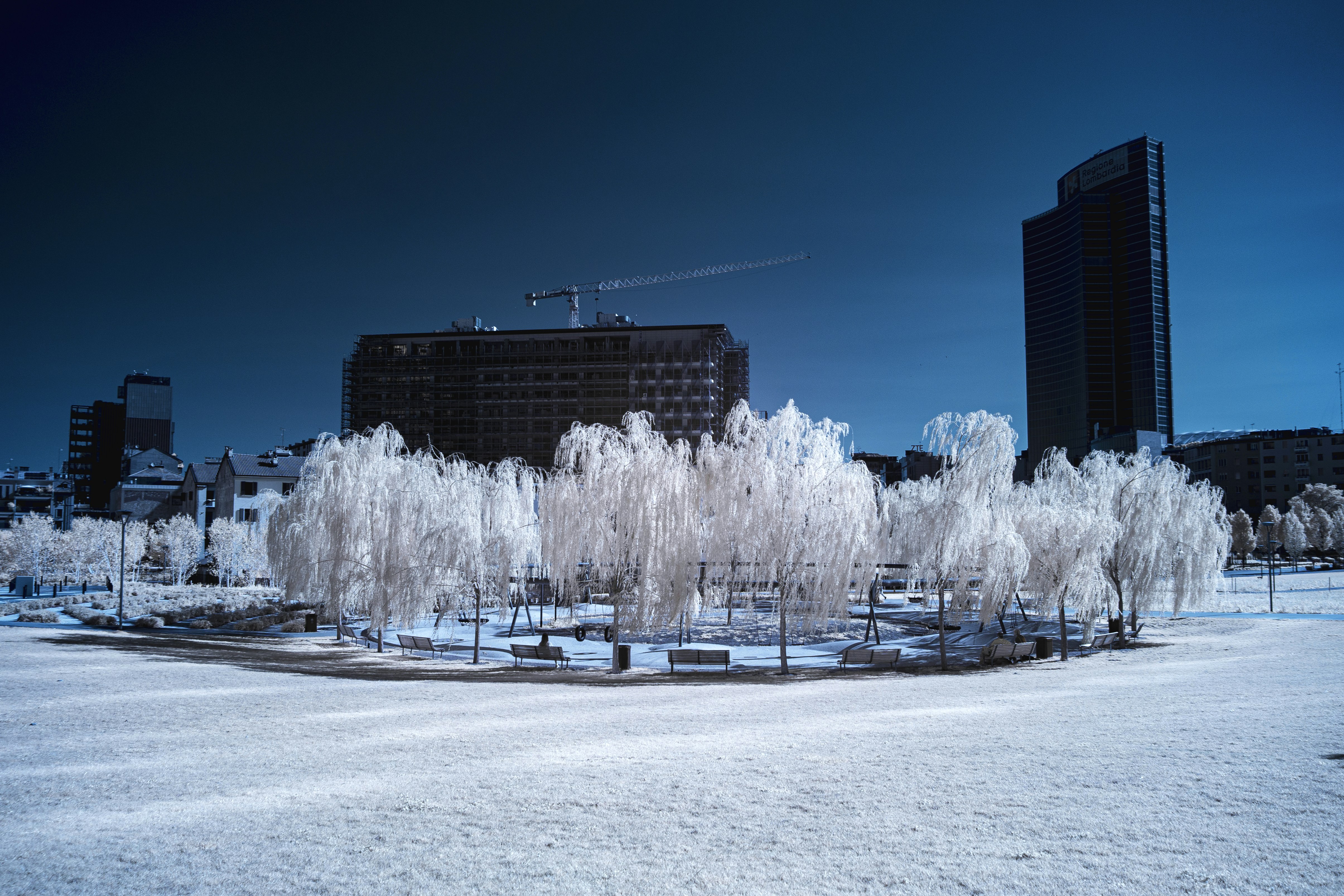 Infrared photo of a city park with ghostly white trees against deep blue sky and modern buildings.