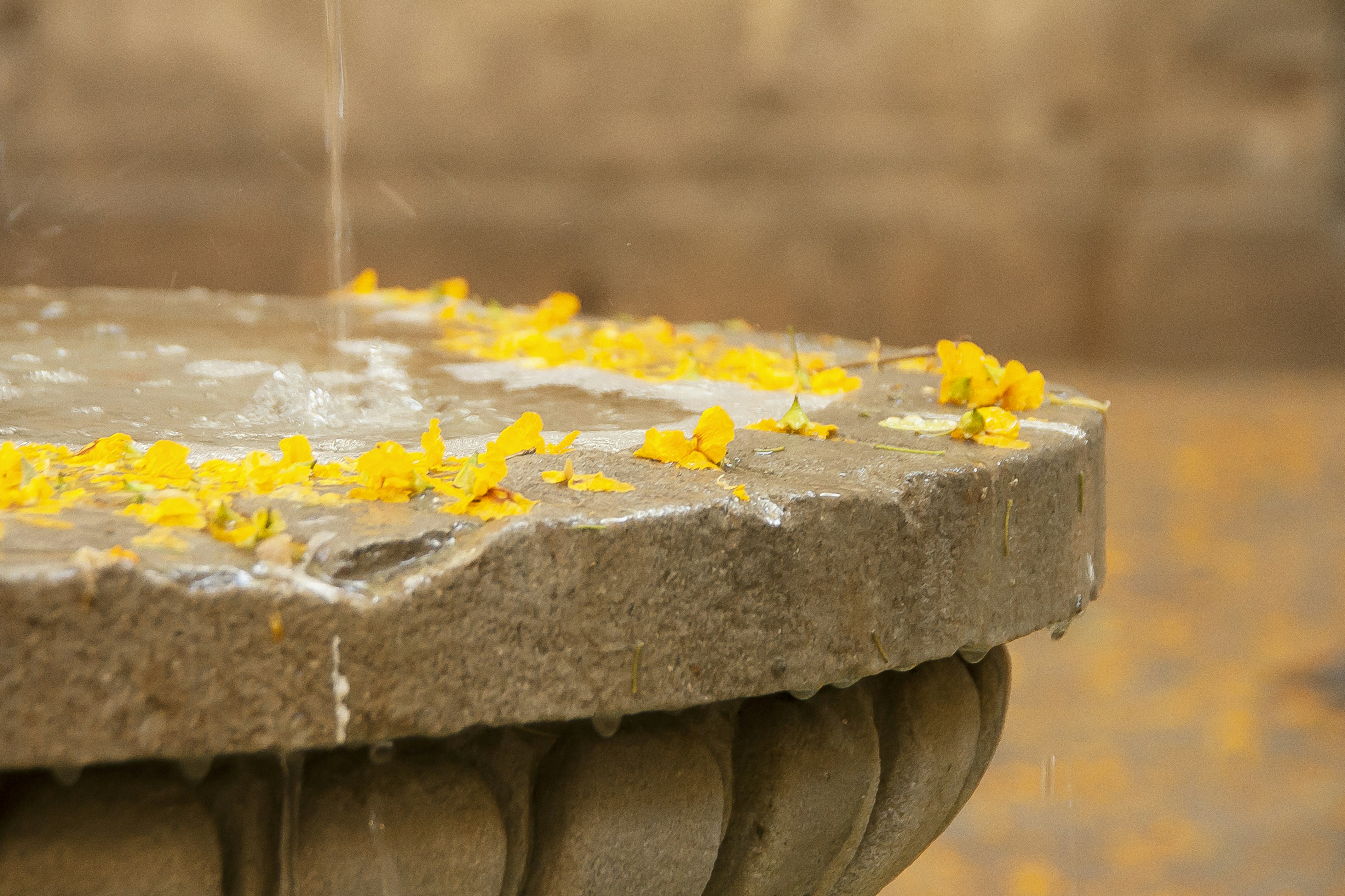 Yellow Petals on a Stone Basin in Rain