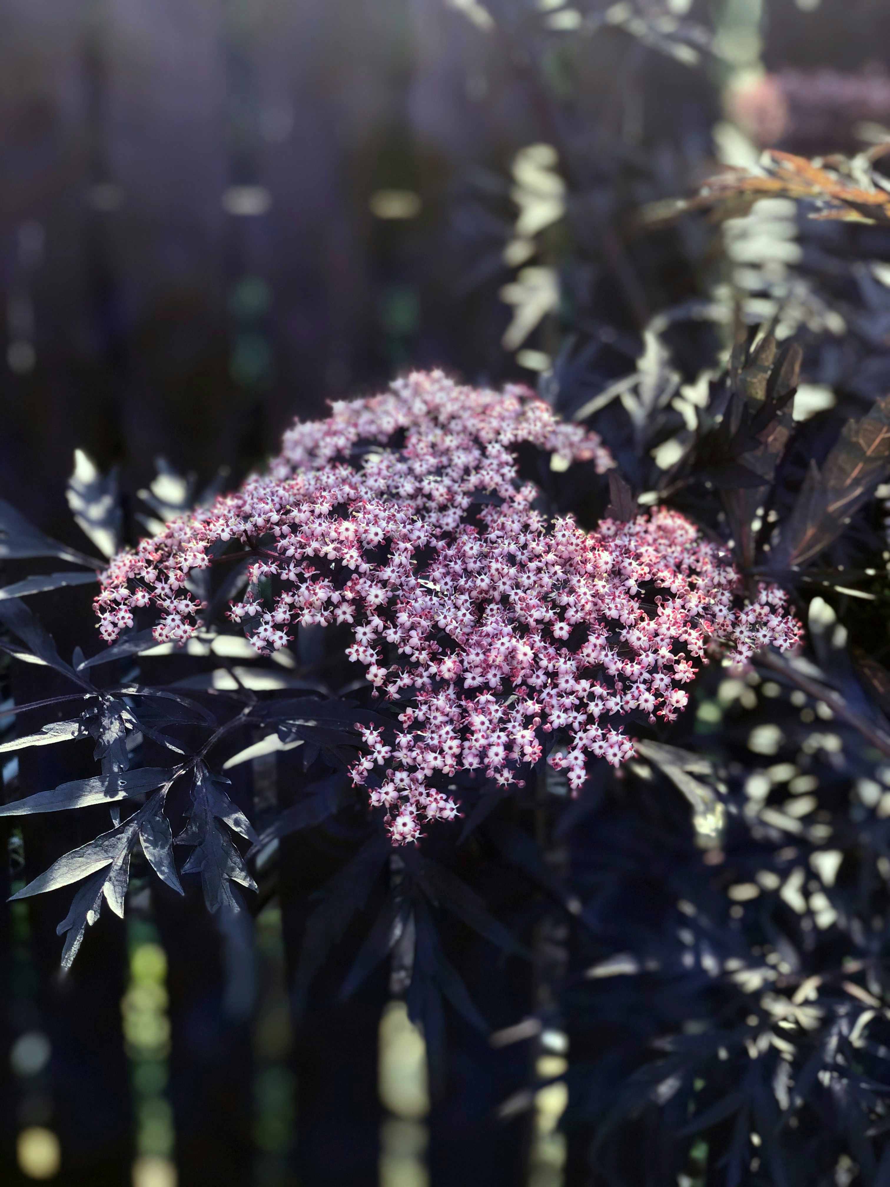 Dusk-Soft Pink: a delicate bloom cluster against shadowed leaves