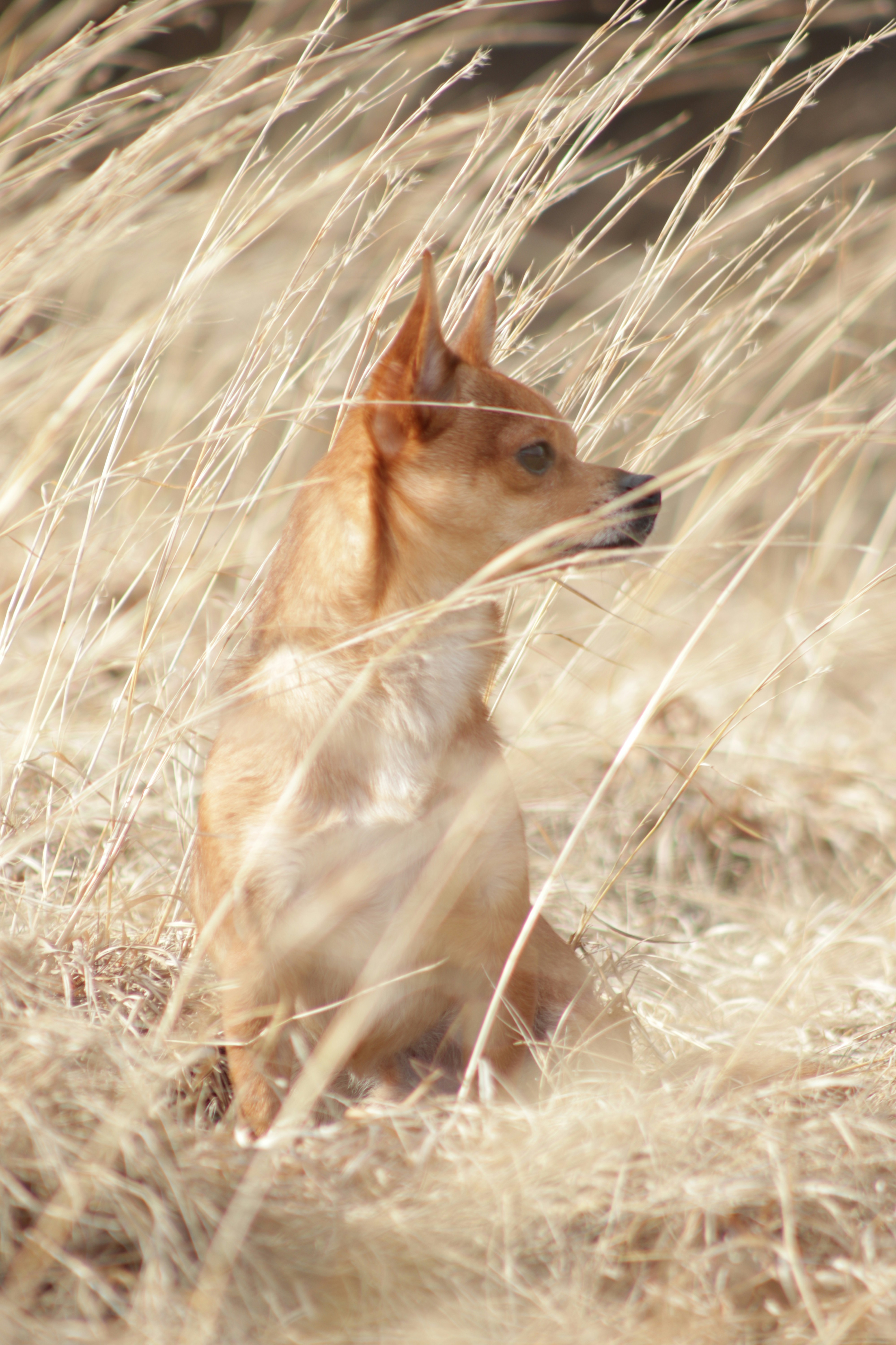 Amber Coat in a Sea of Tall Grass