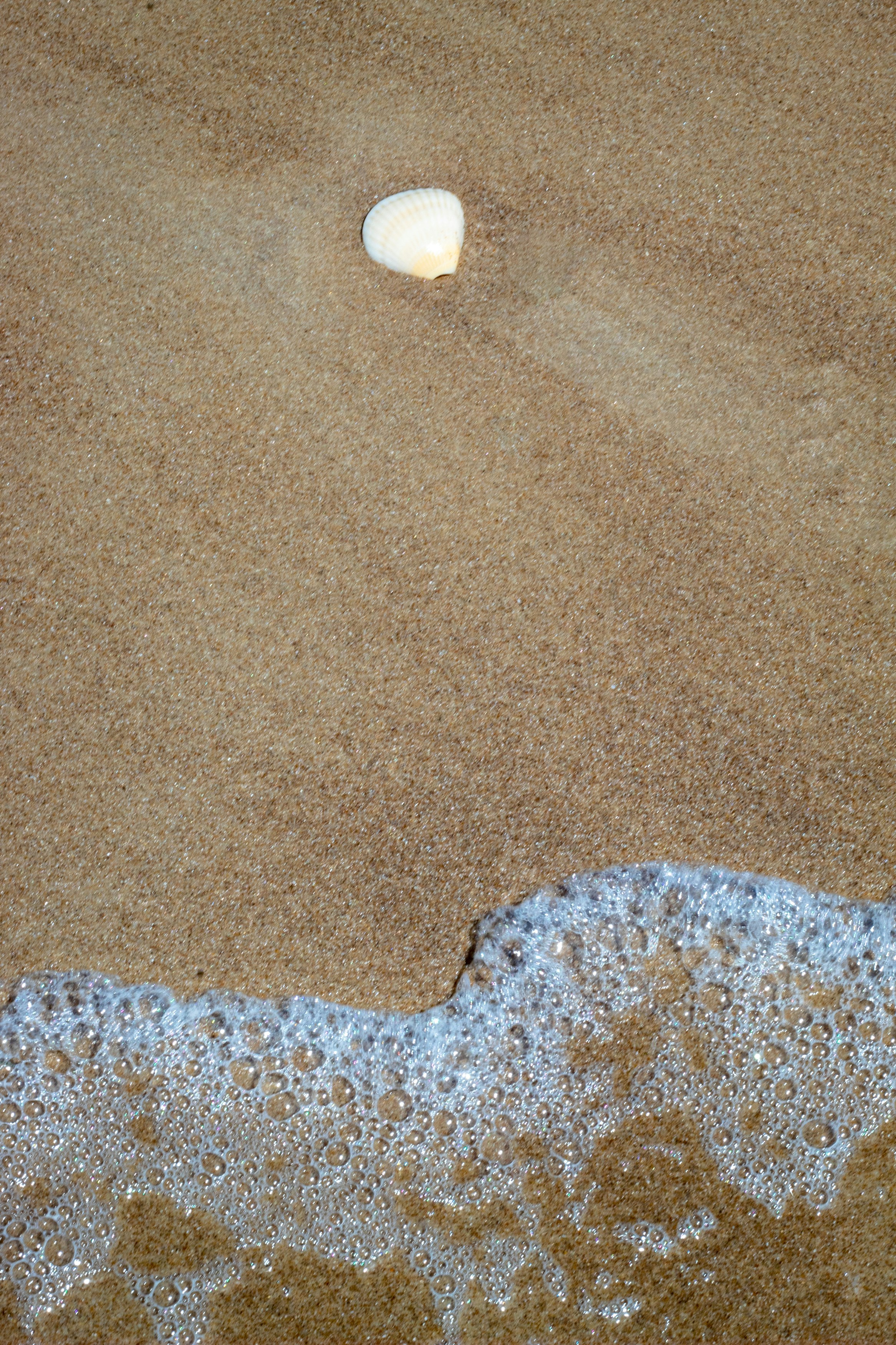 Whispers of the Shore: A Shell's Solitude