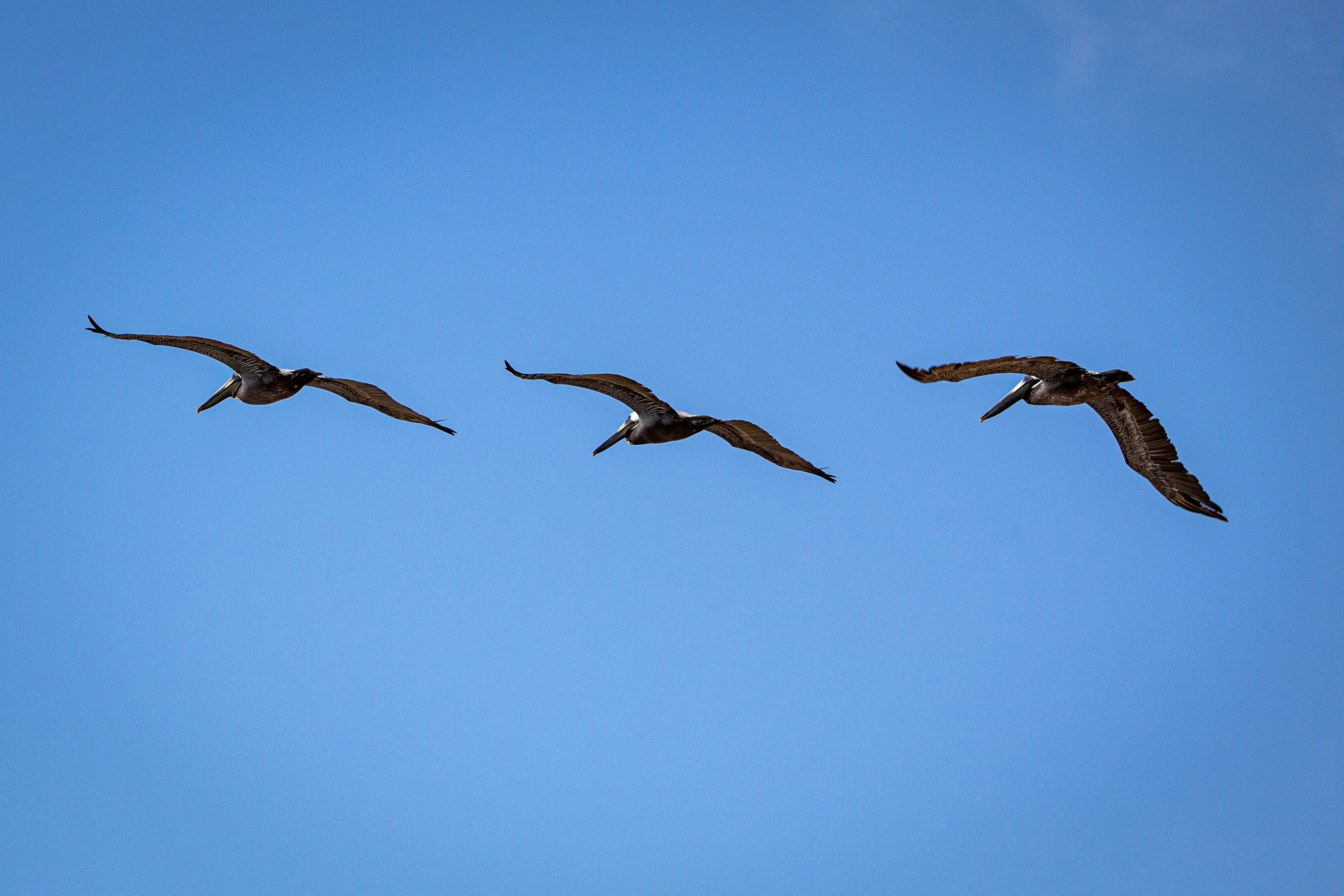 Three pelicans gliding gracefully against a clear blue sky, showcasing their wings in perfect synchrony.