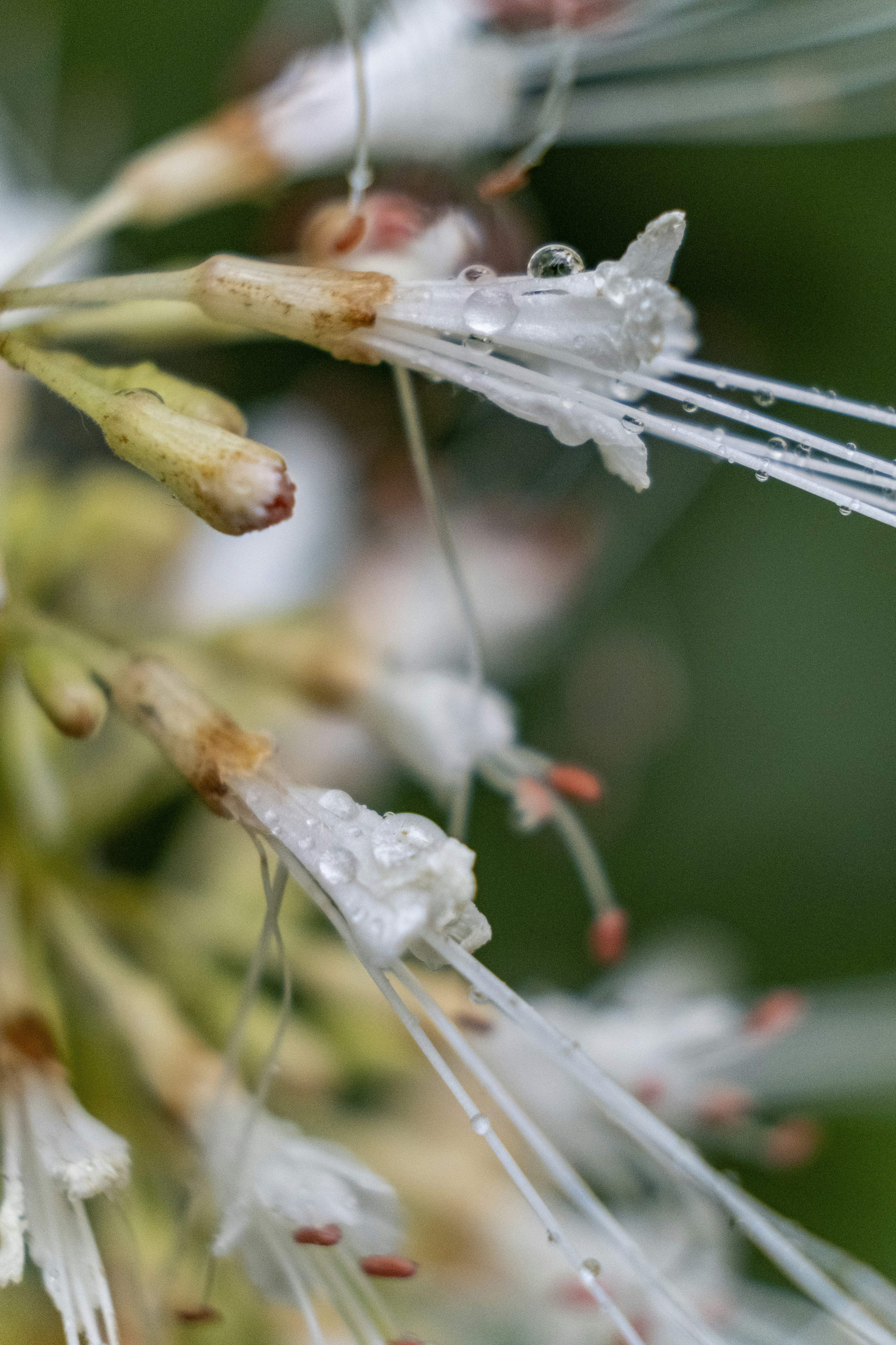 Macro shot of delicate flower stamens adorned with water droplets, showcasing intricate details and textures. The background fades softly, emphasizing the floral elements.