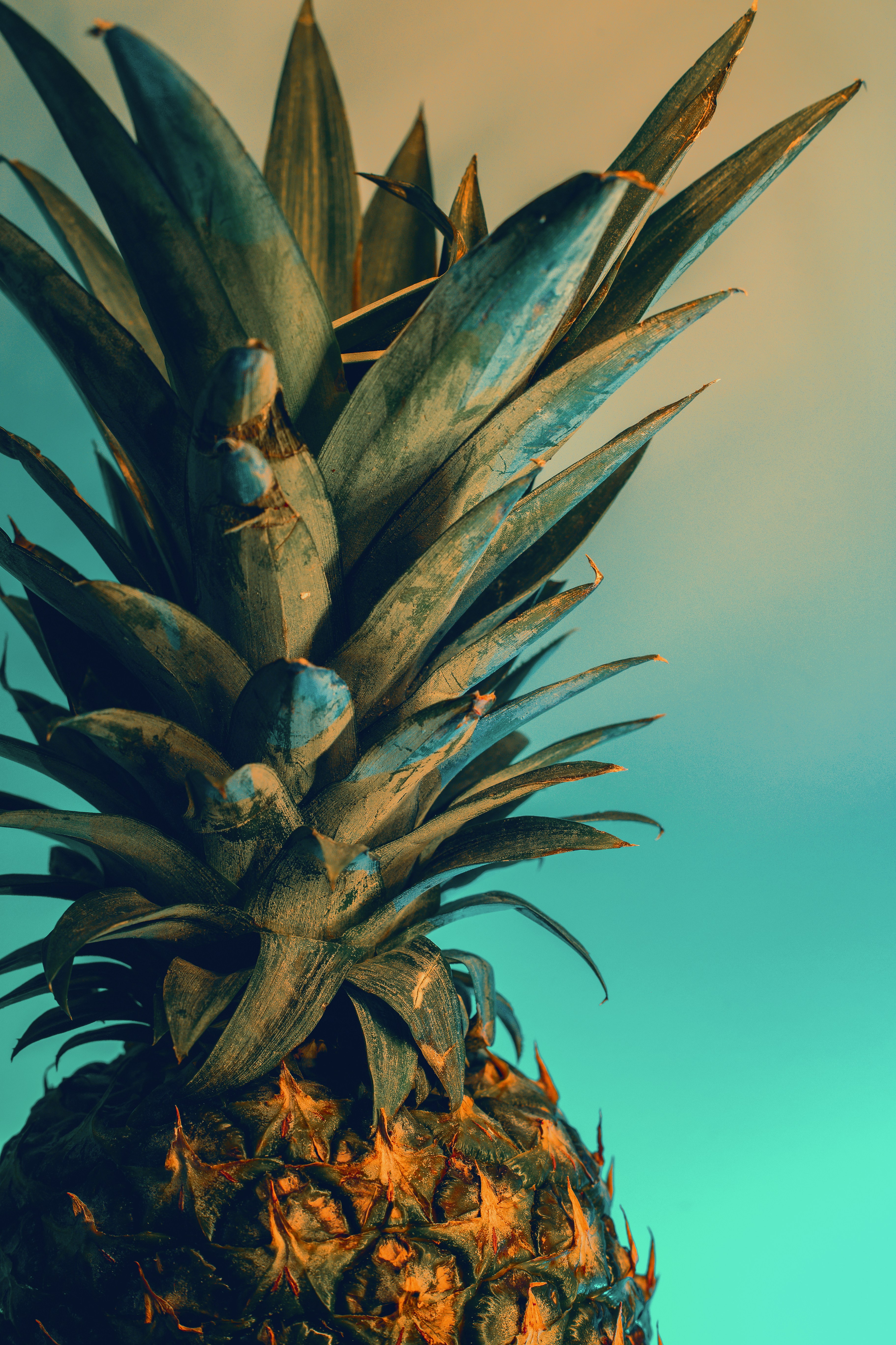 Teal-Touched Pineapple Crown in a Sunset Gradient