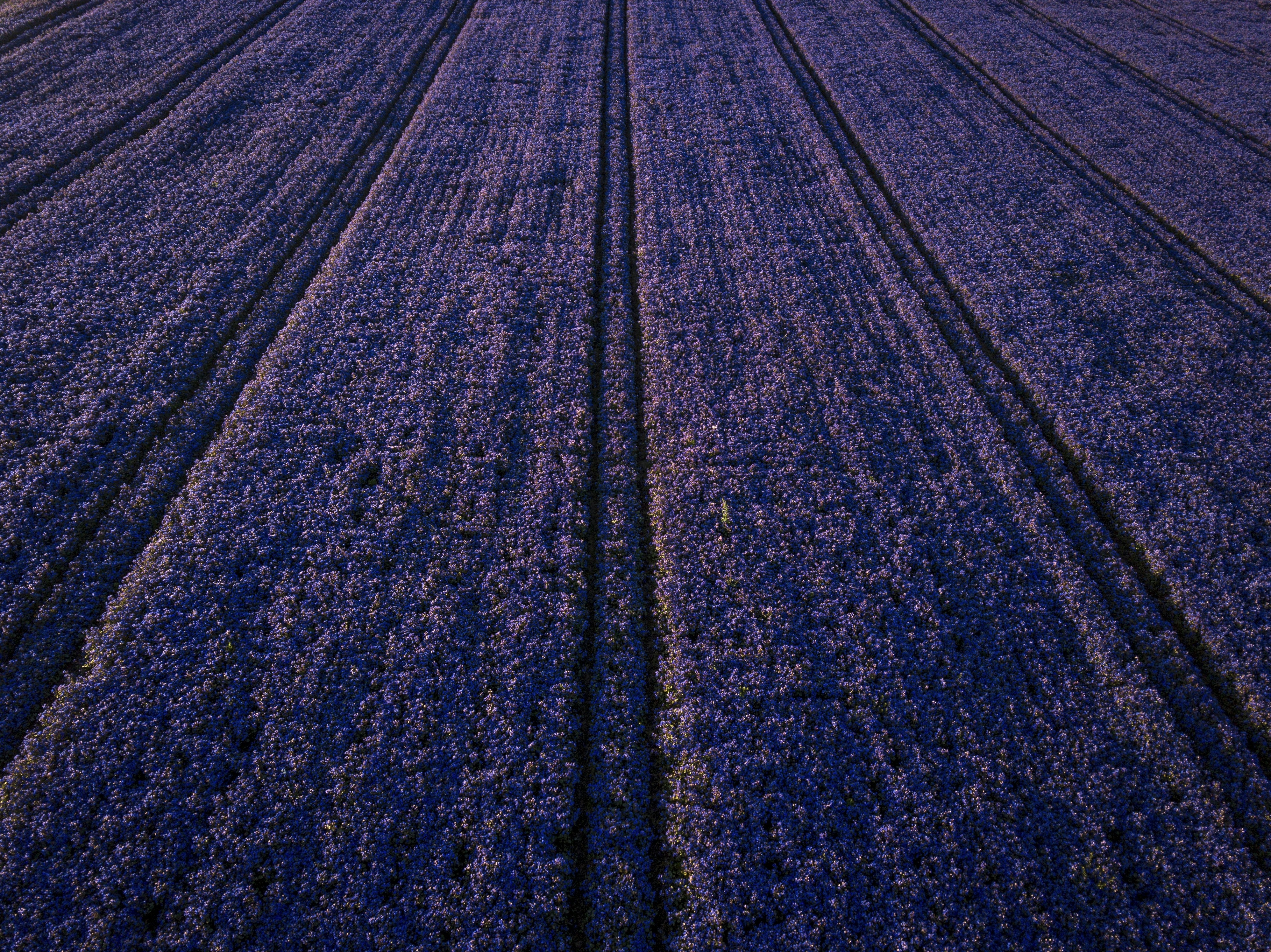 This field was hands down the most intense color I've ever seen on a farm. The crop was so thick and vibrant that I chose to use my drone to do it justice. Like 90 percent of my landscape photos, I took this one in the evening to bring out the color and depth. This is one of a handful of farms outside Salem, Oregon, that plants these flowers. There's a short window to see the flowers in bloom--blink and you'll miss it. If you're addicted to the color purple, then consider me your dealer. 