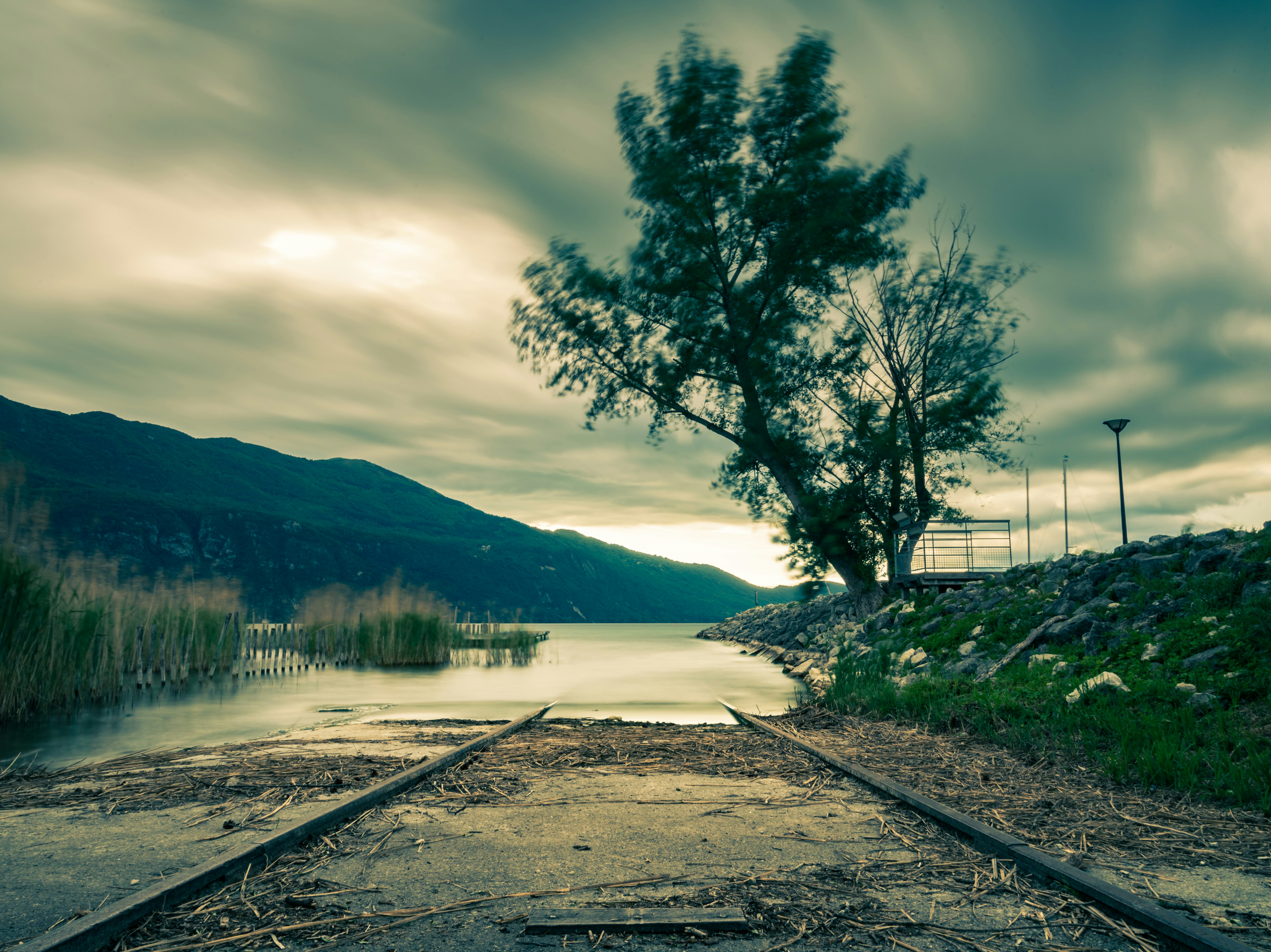 Solitary Tree by Tranquil Waters