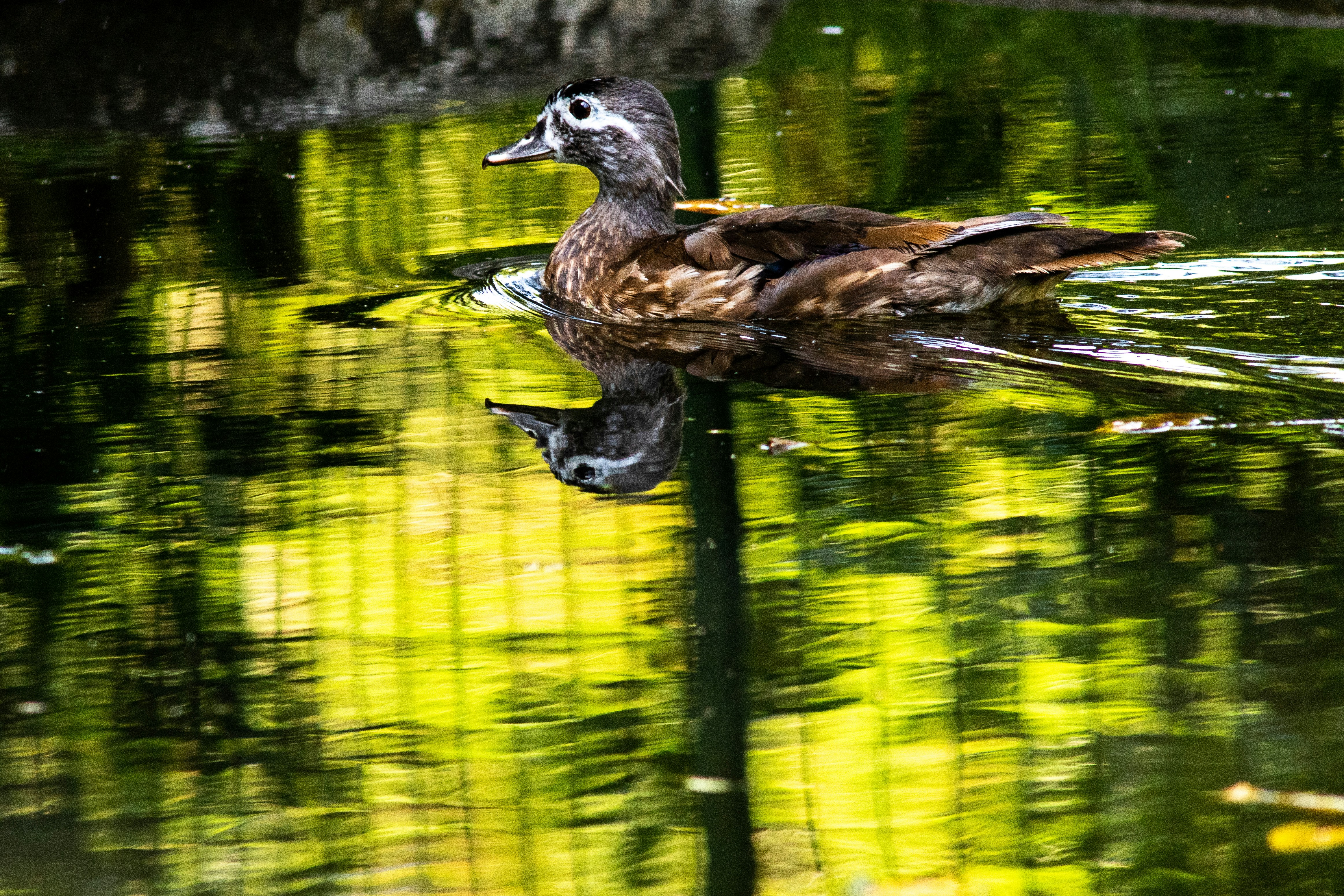 Lime-Lit Glide: Mallard Tracing a Mirror of Green on Quiet Water