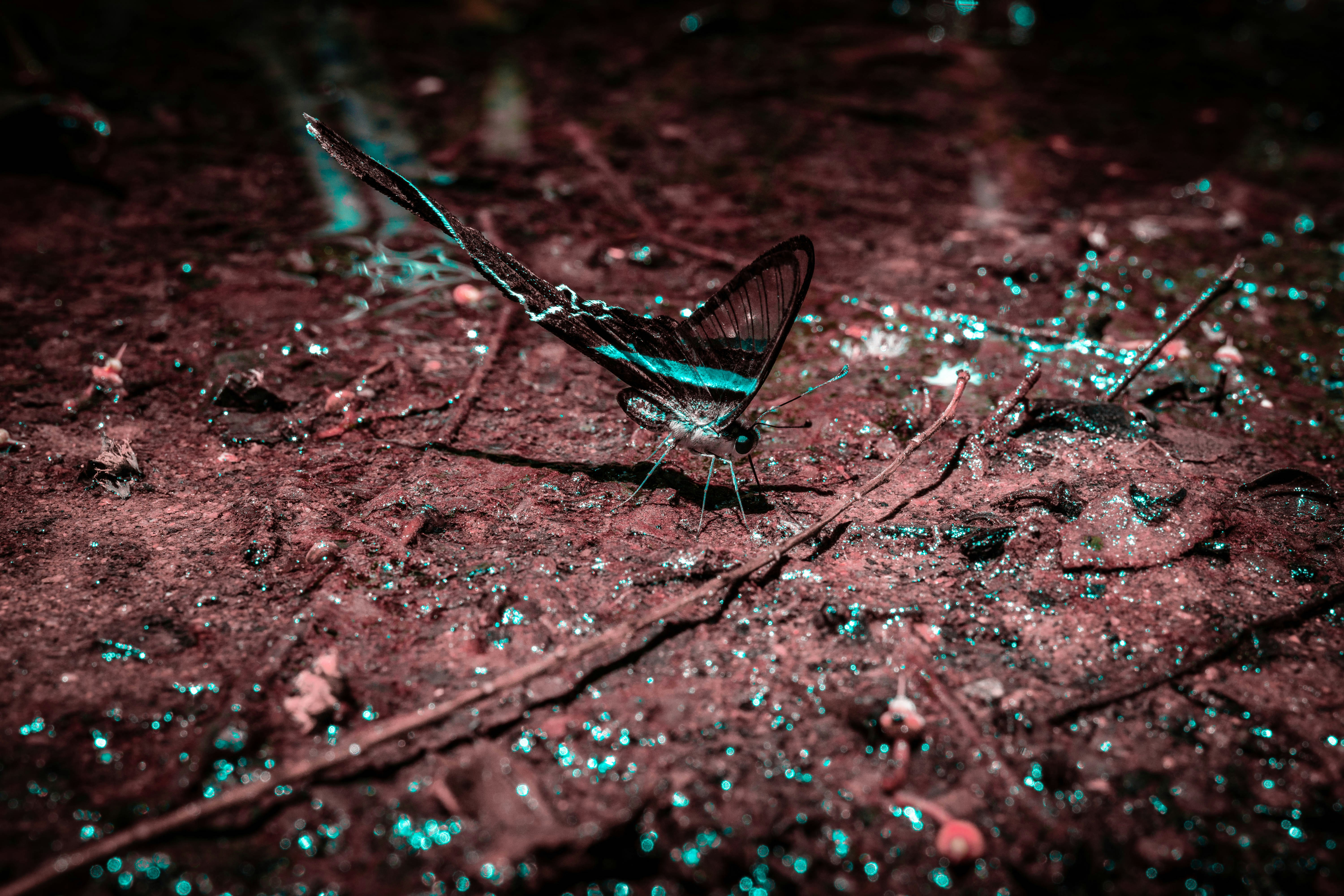 Blue-tinged Butterfly on a Moonlit Rubble