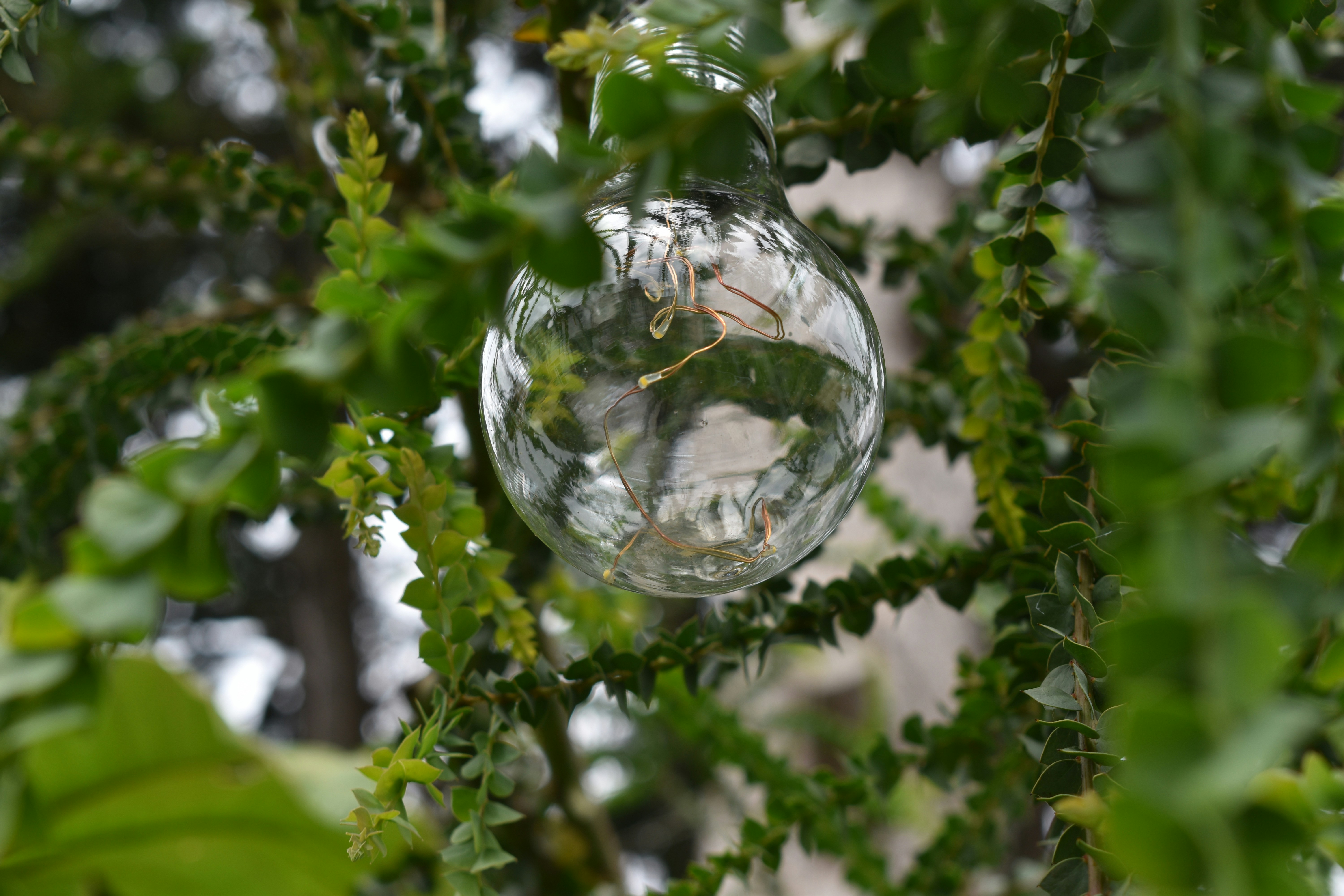 Glass Orb Amid Leaves: A Fragile Lens Captured in Garden Green