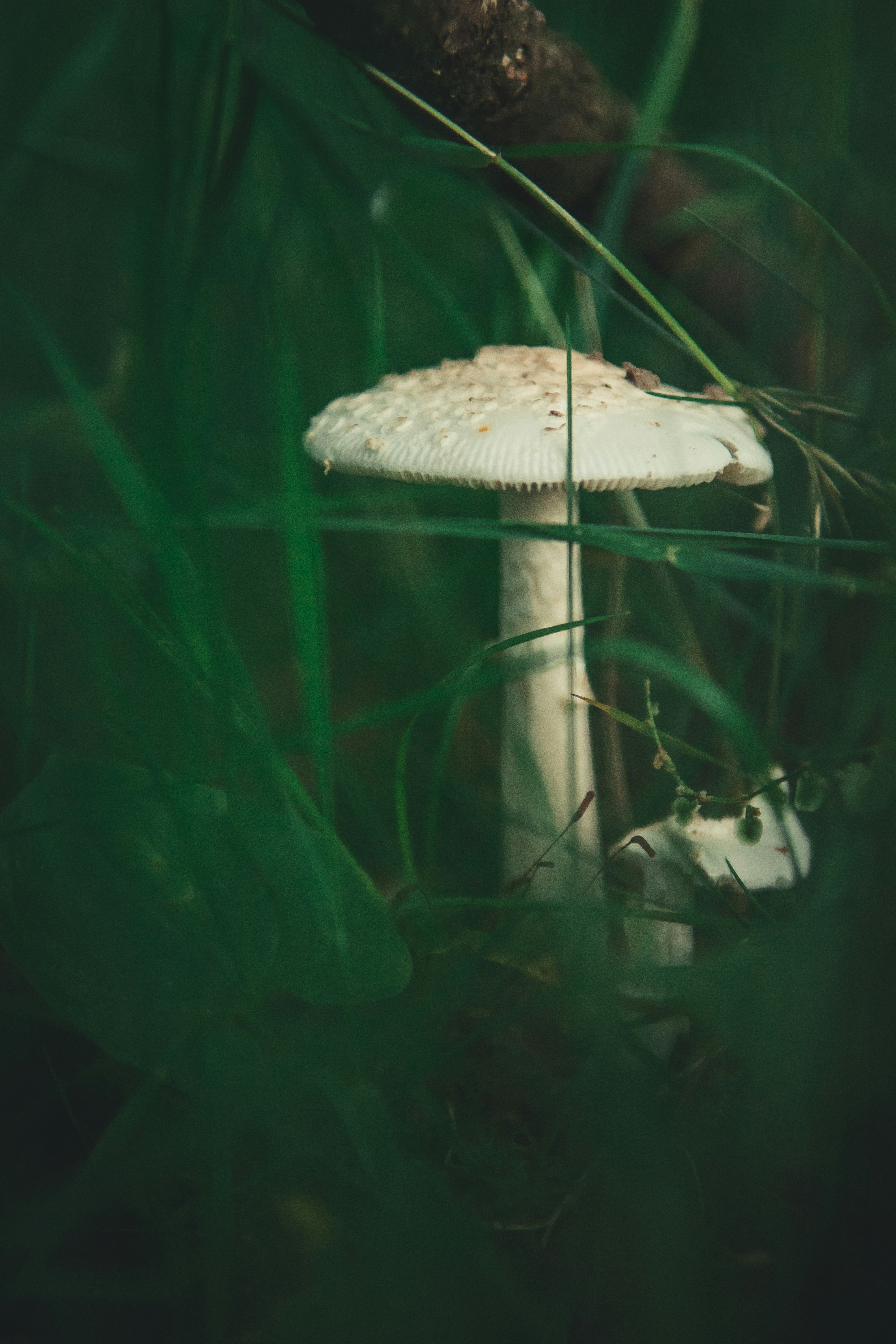 A delicate white mushroom emerges from the lush greenery, partially obscured by blades of grass. The scene captures the subtle beauty of forest life.