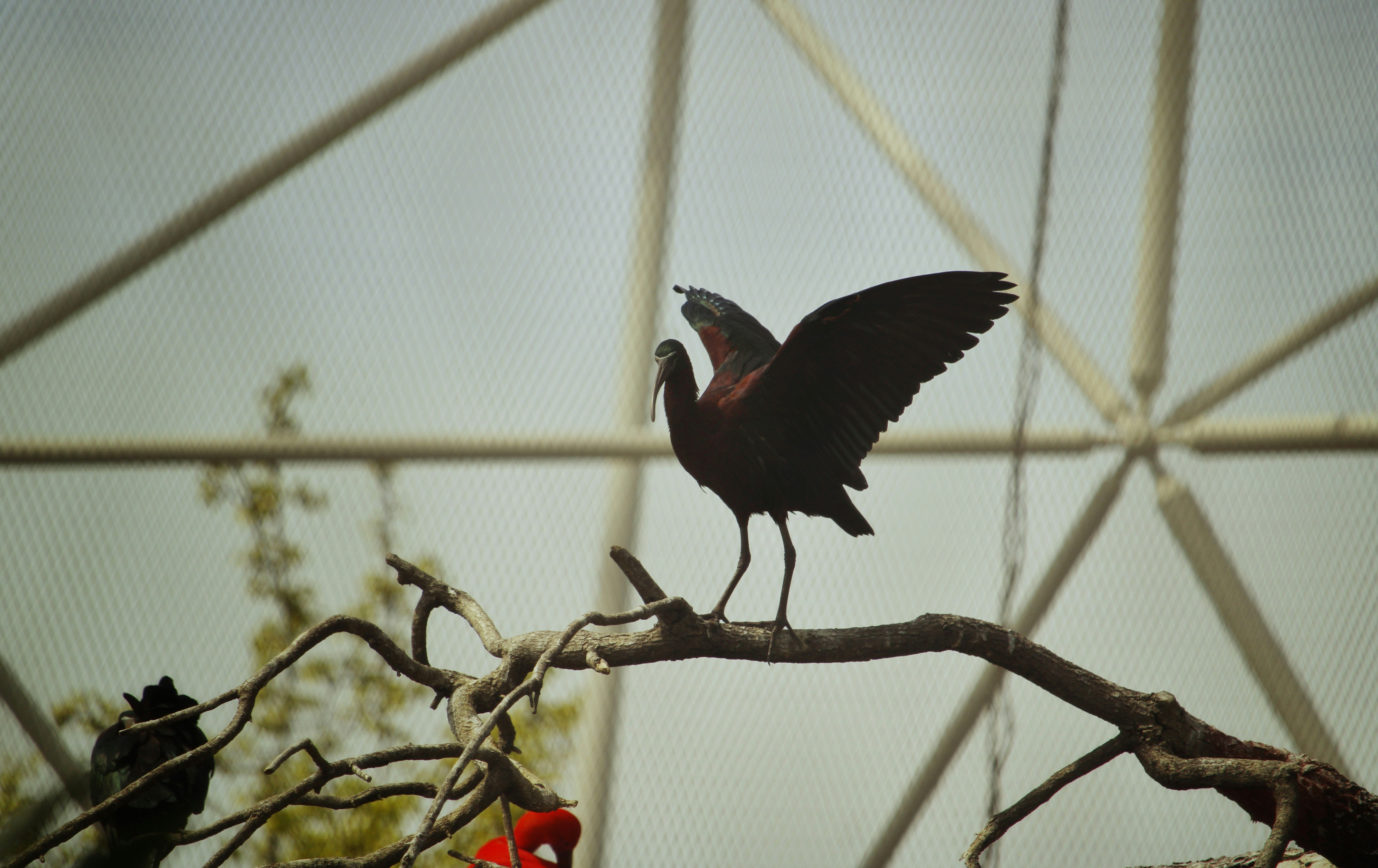 bird on branch during daytime