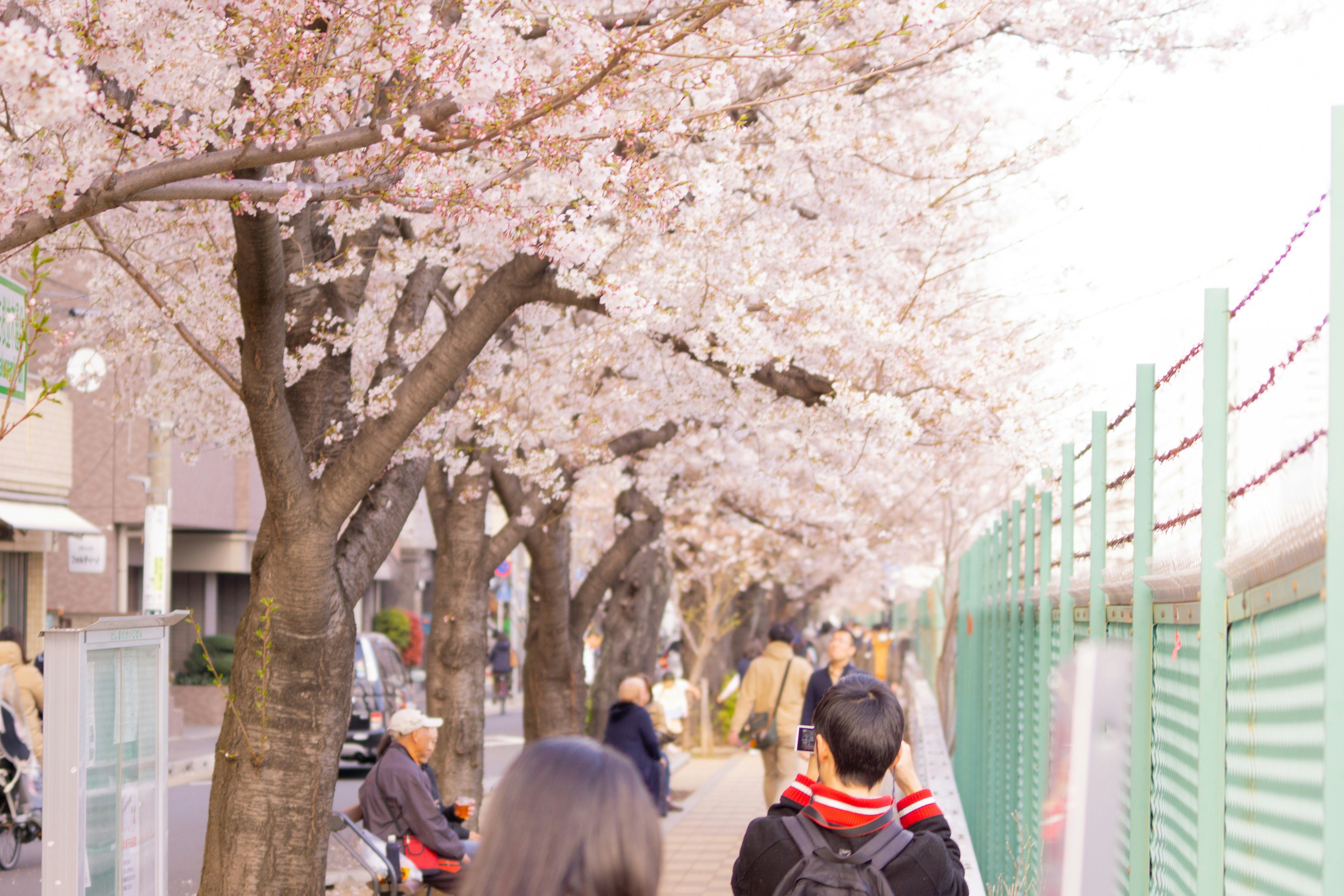 Cherry blossom trees line a walkway as people enjoy a leisurely stroll, capturing the beauty of spring. The scene features a blend of nature and urban life.