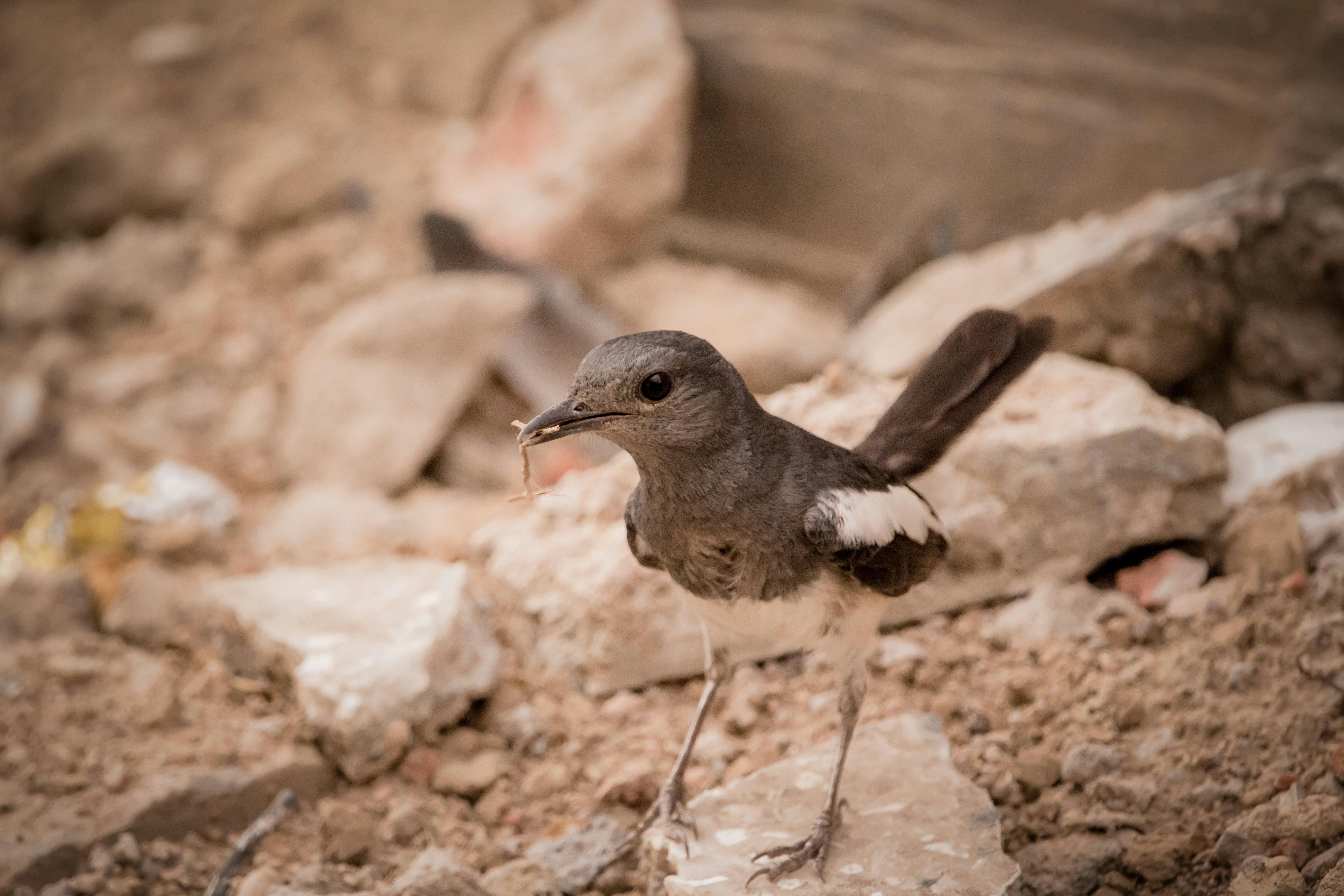 The oriental magpie-robin building home. This species is 19 centimetres (7.5 in) long, including the long tail, which is usually held cocked upright when hopping on the ground.
