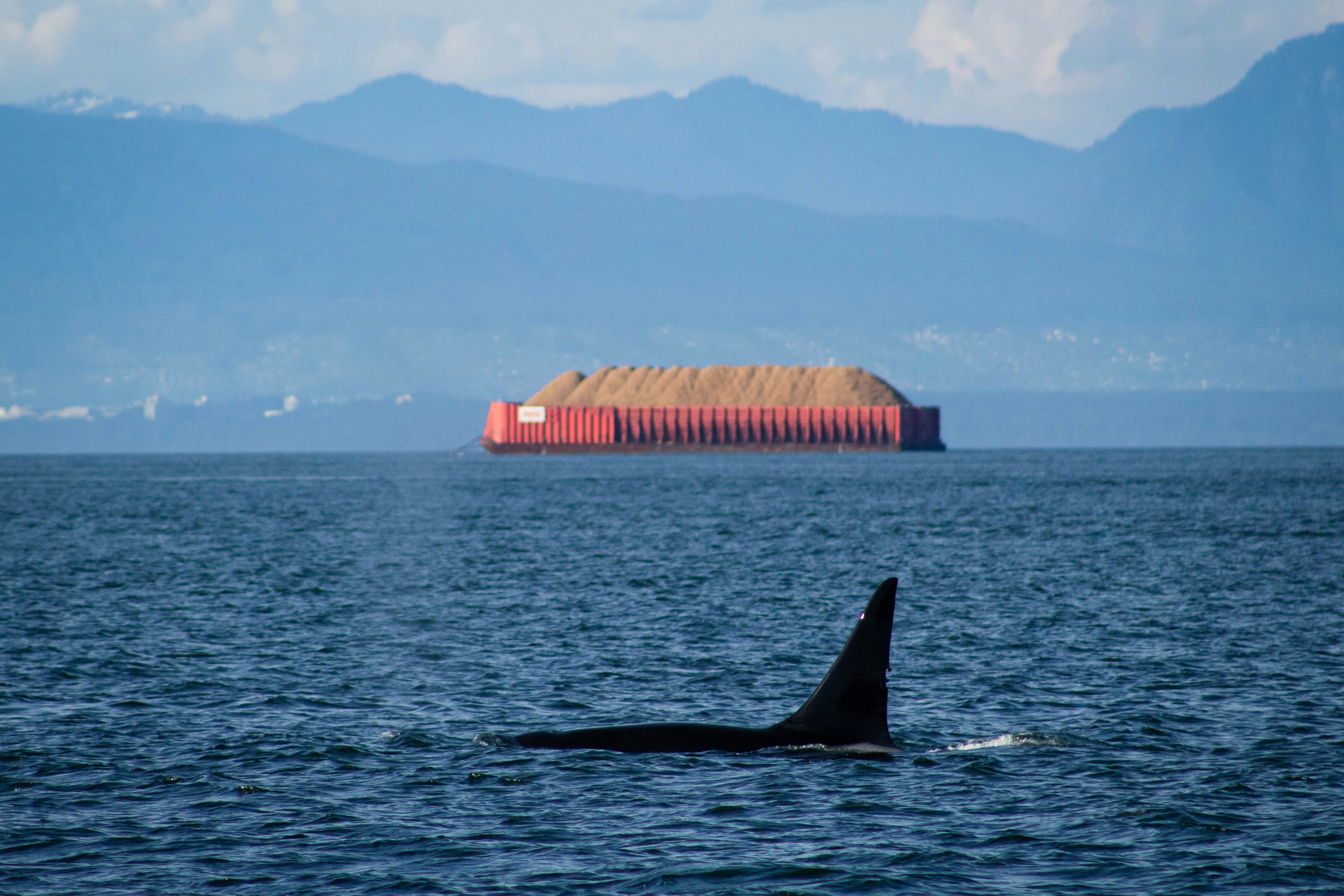 Dorsal Silhouette Over a Distant Crimson Barge