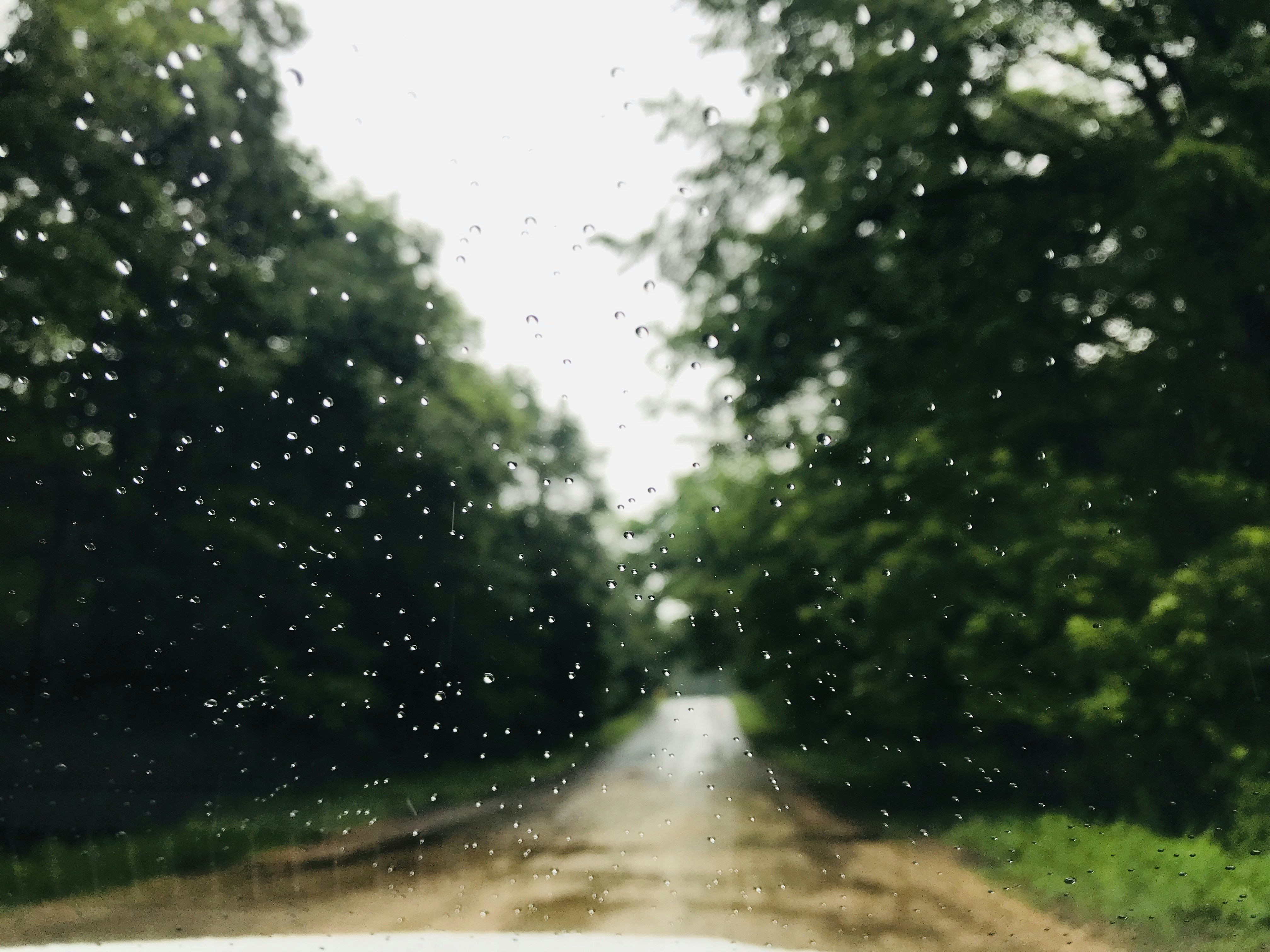 Rain-Splashed Road Through a Green-Tunnel Forest