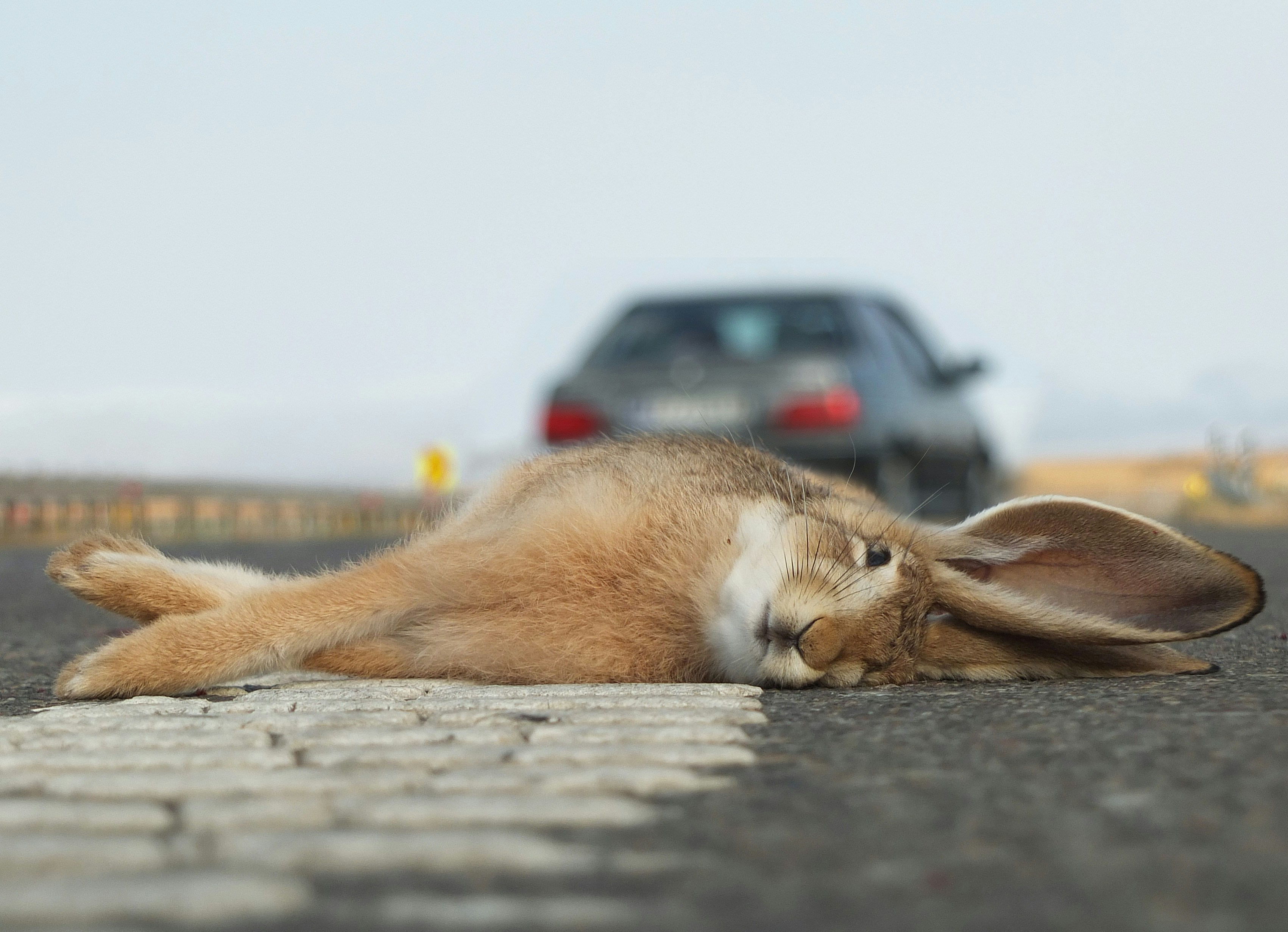 rabbit lying on road near sedan during daytime