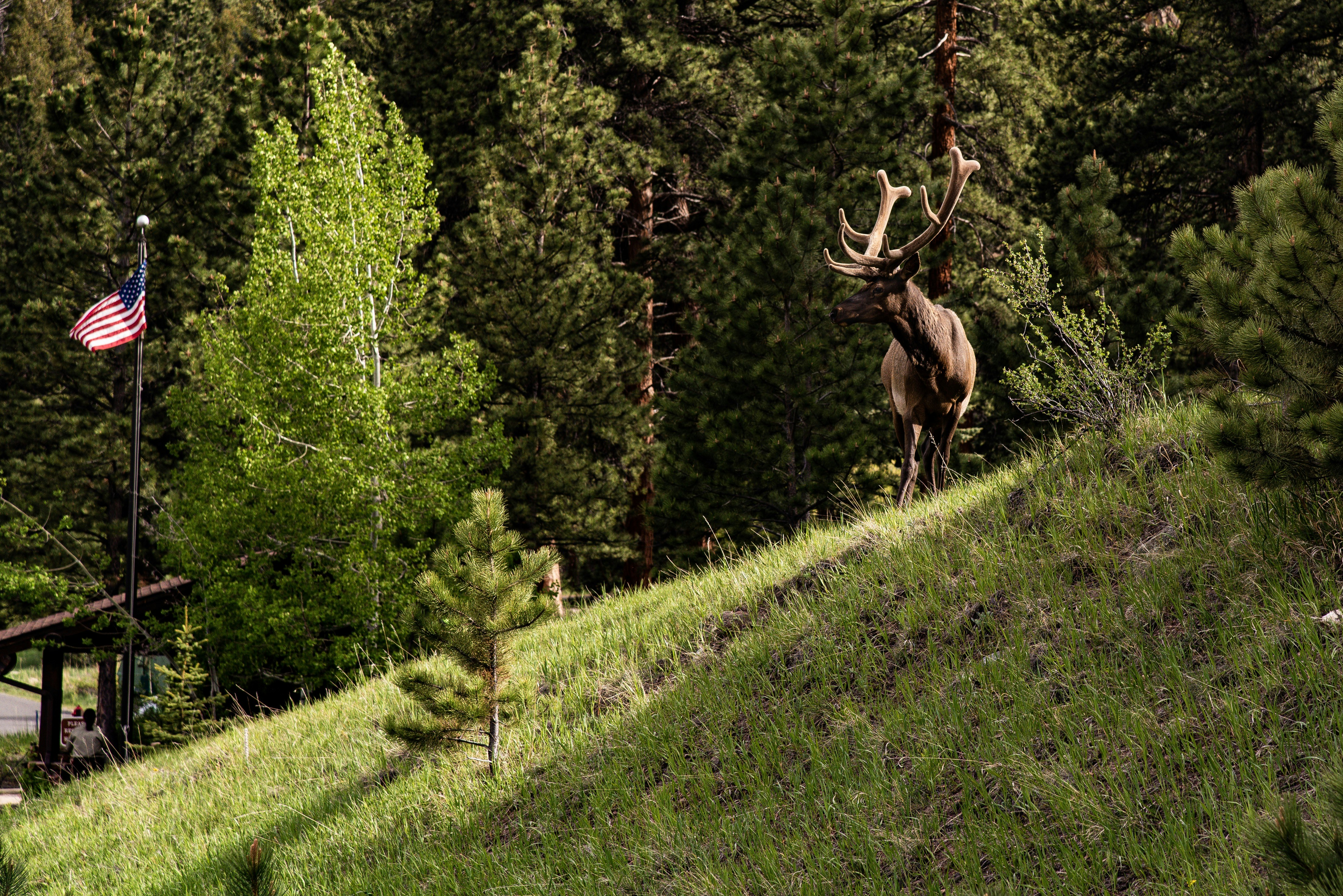Beige and brown deer antlers stacked near brown wooden carriage wheel ...