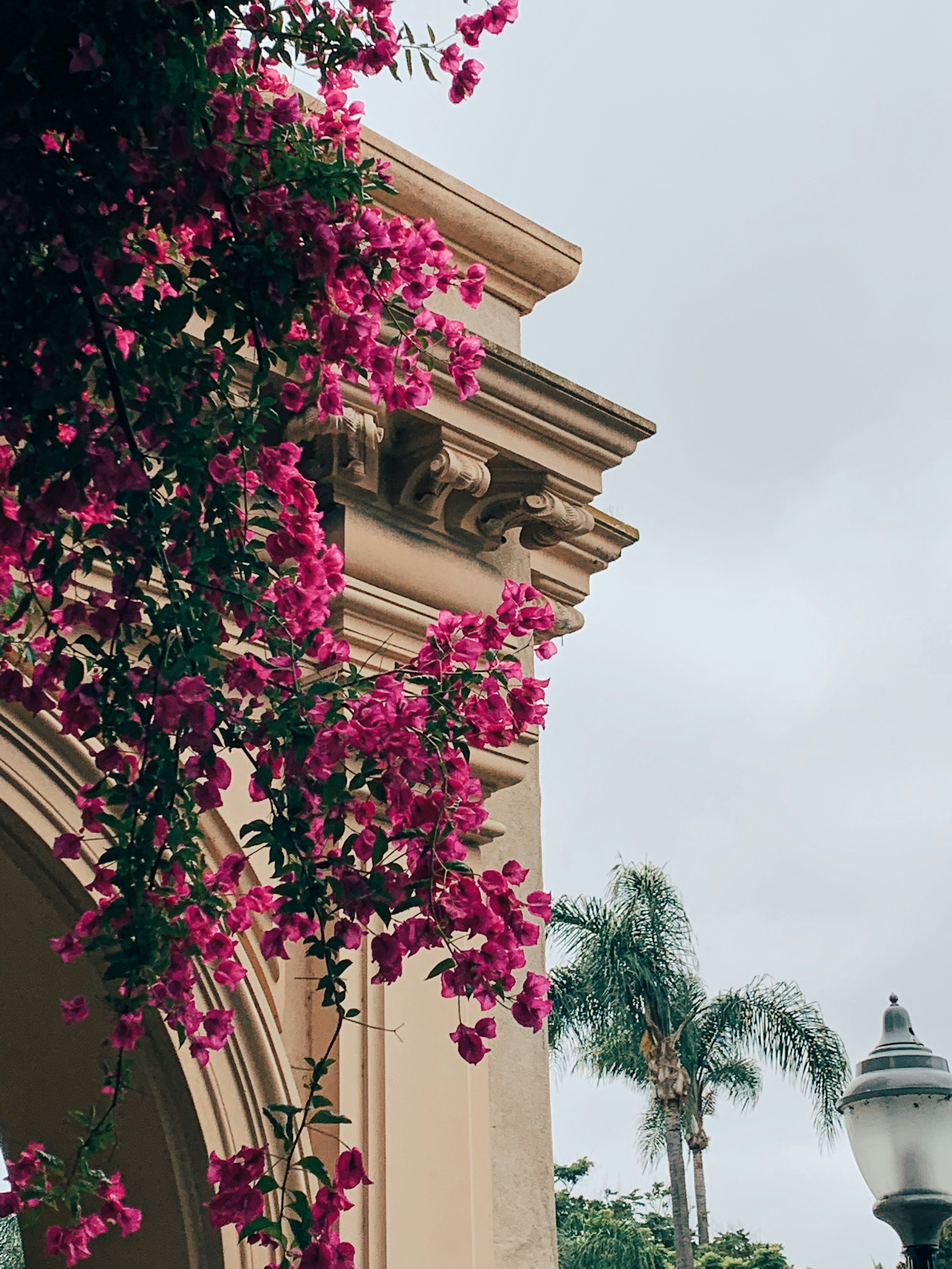 pink flowers