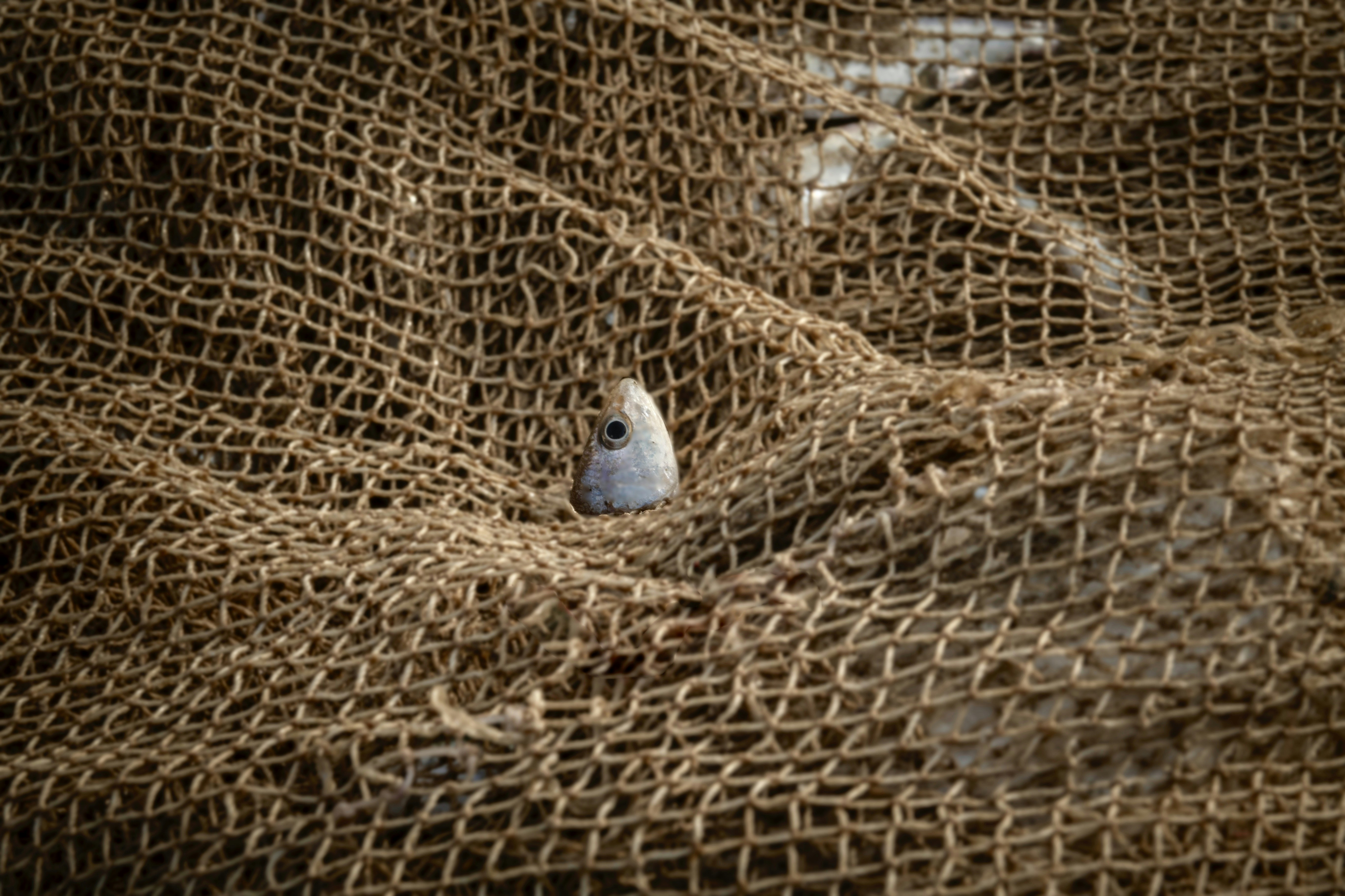 Blue Speck in a Sea of Netting: A Quiet Center of Focus