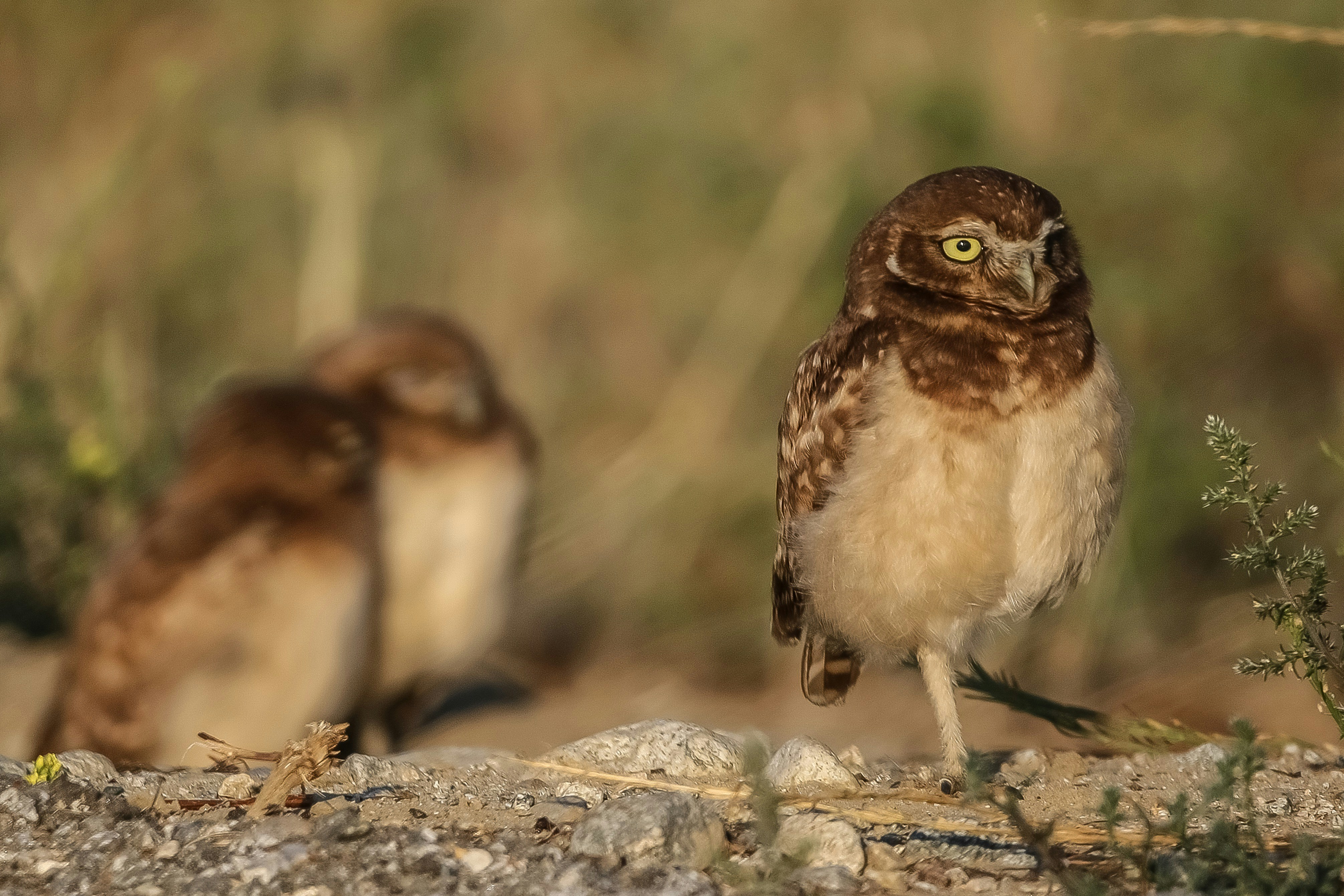 Whimsical Standoff of the Burrowing Owls
