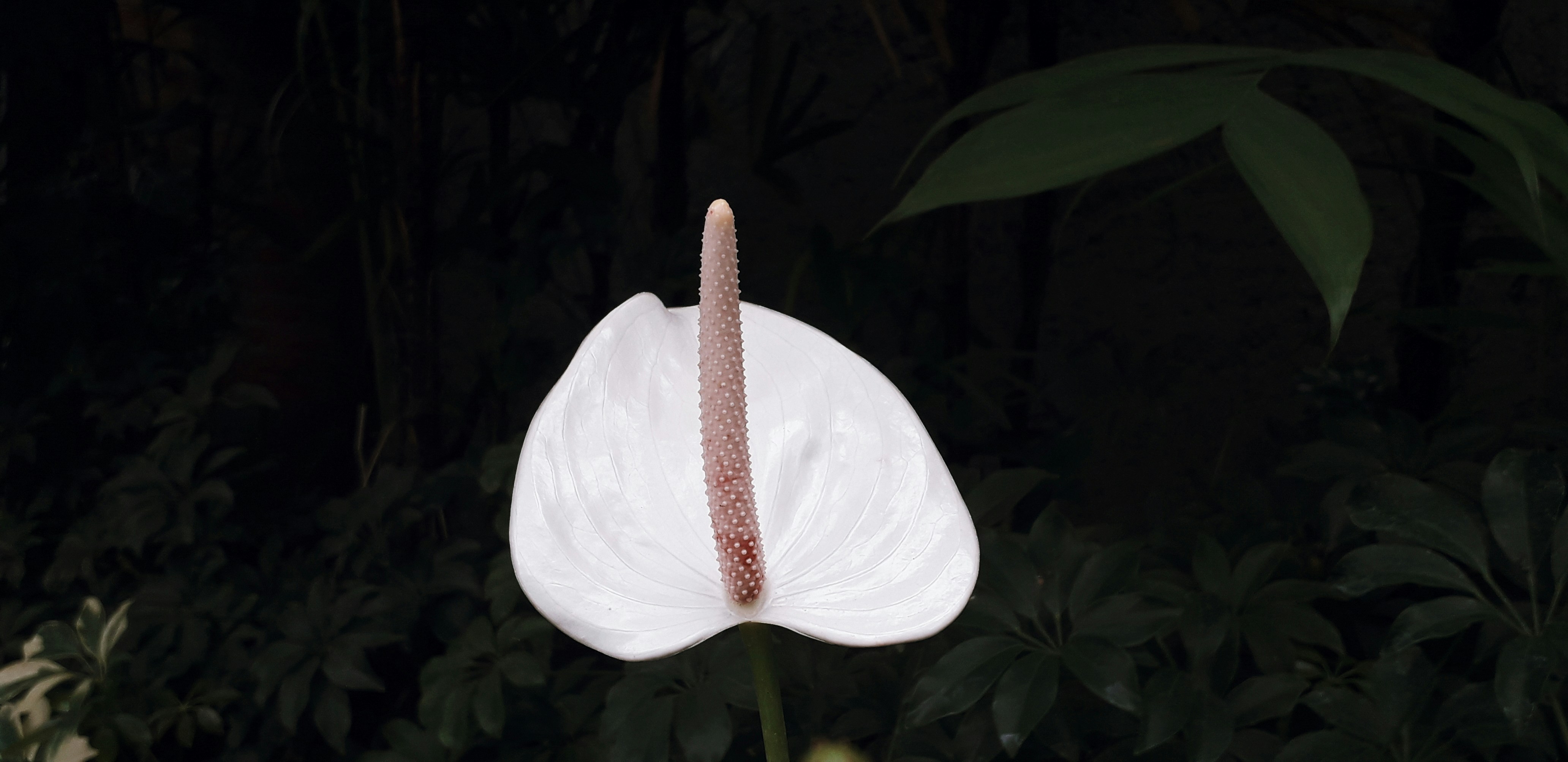 Anthurium flower with a striking white spathe and a prominent pink spadix against a dark, leafy backdrop.