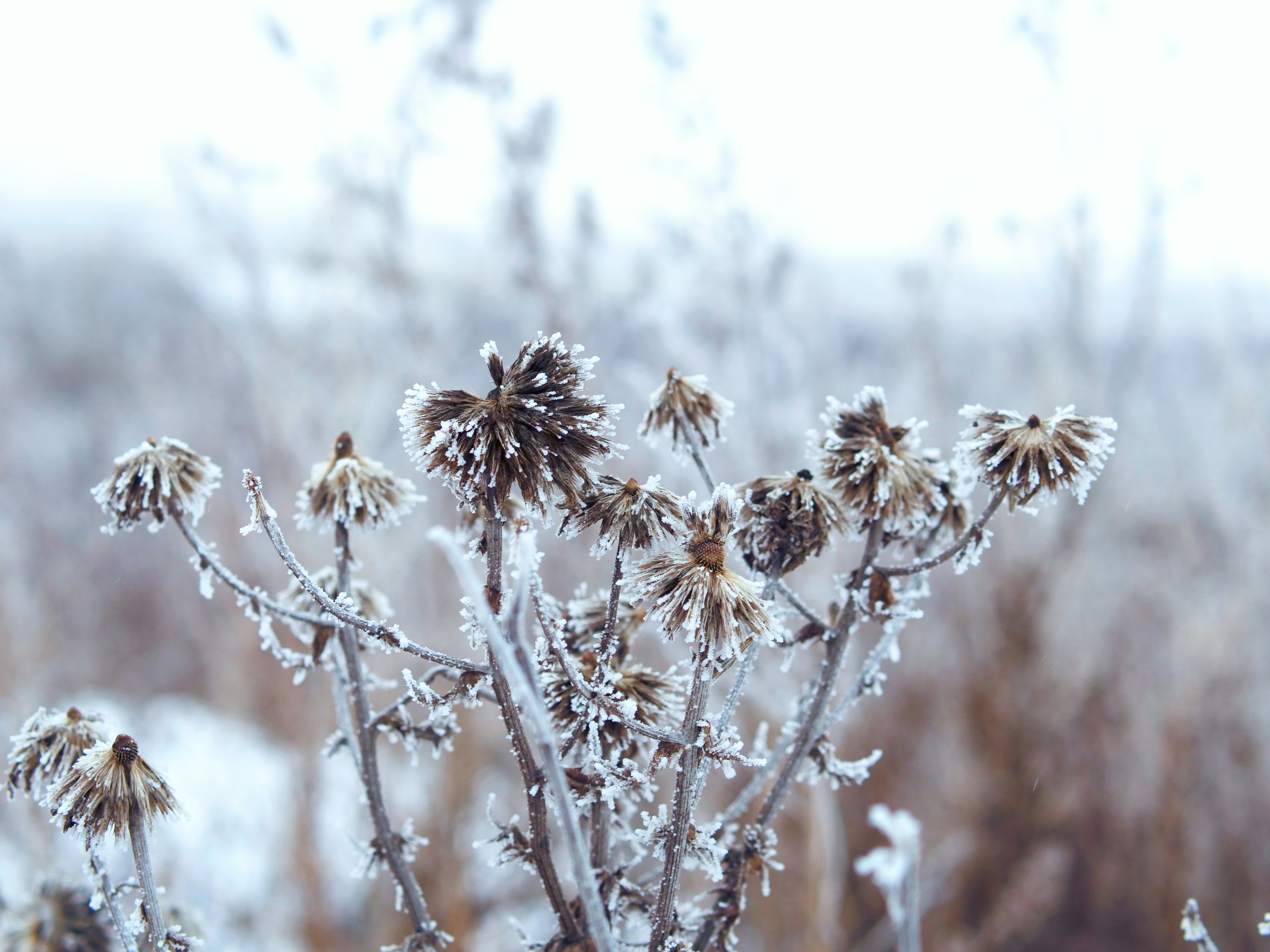 Dried flowers coated in frost stand resilient against a soft, wintry backdrop.