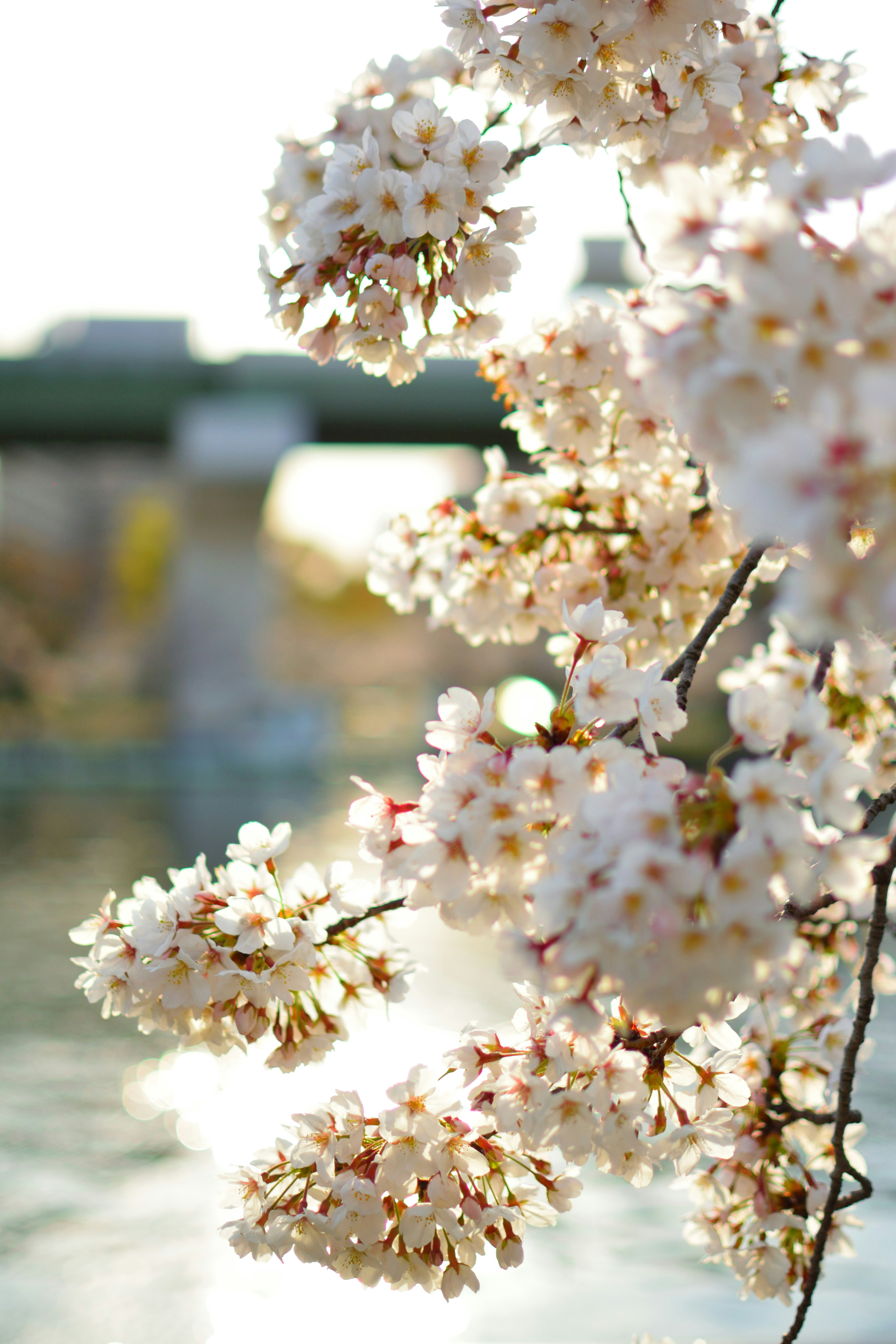 Backlit Cherry Blossoms Over a Quiet Riverside Bridge