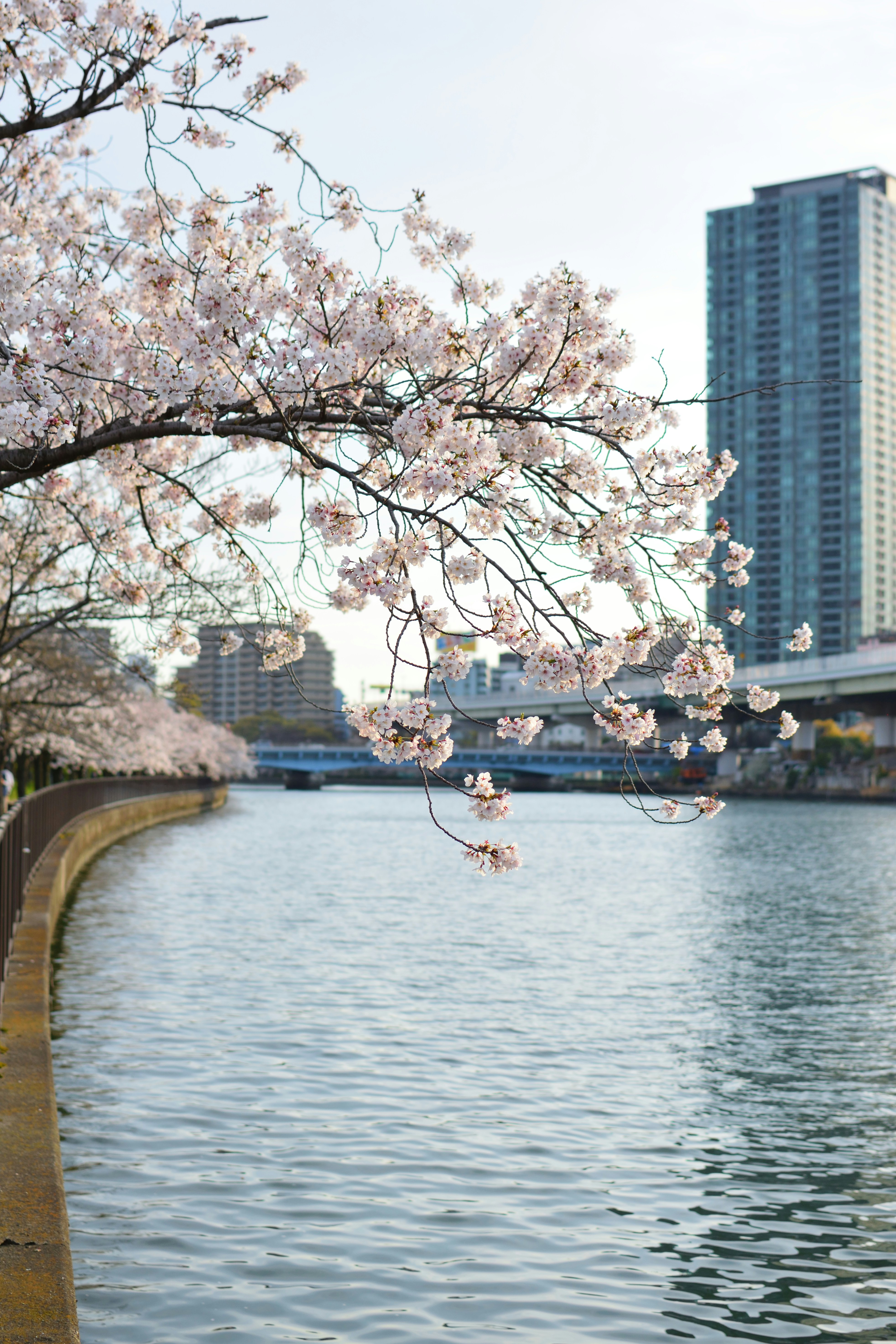 Cherry Blossom Over the River: An Urban Canopy Framing the City