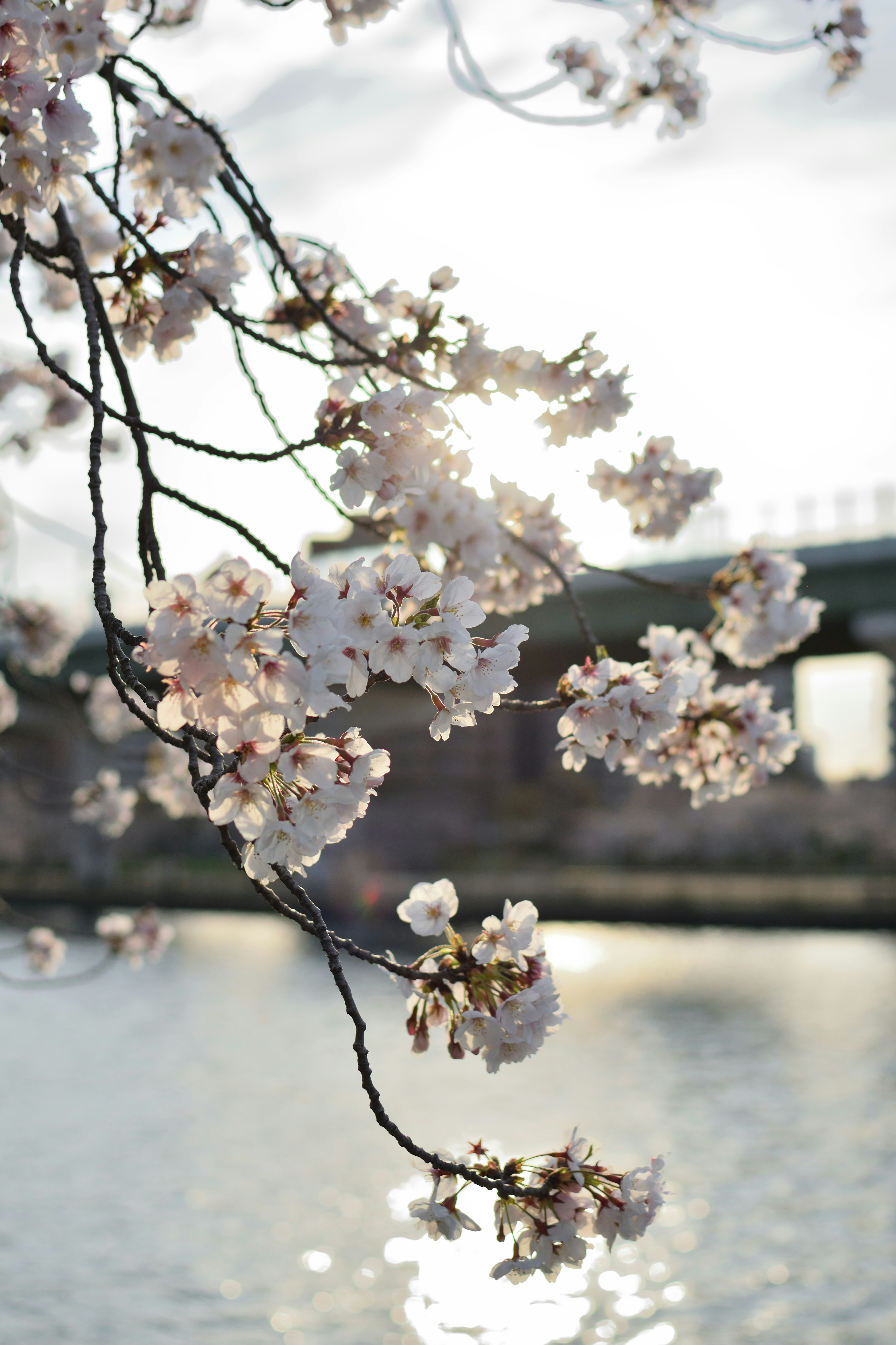 Petal Threads Framing a Sunlit River and a Distant Bridge