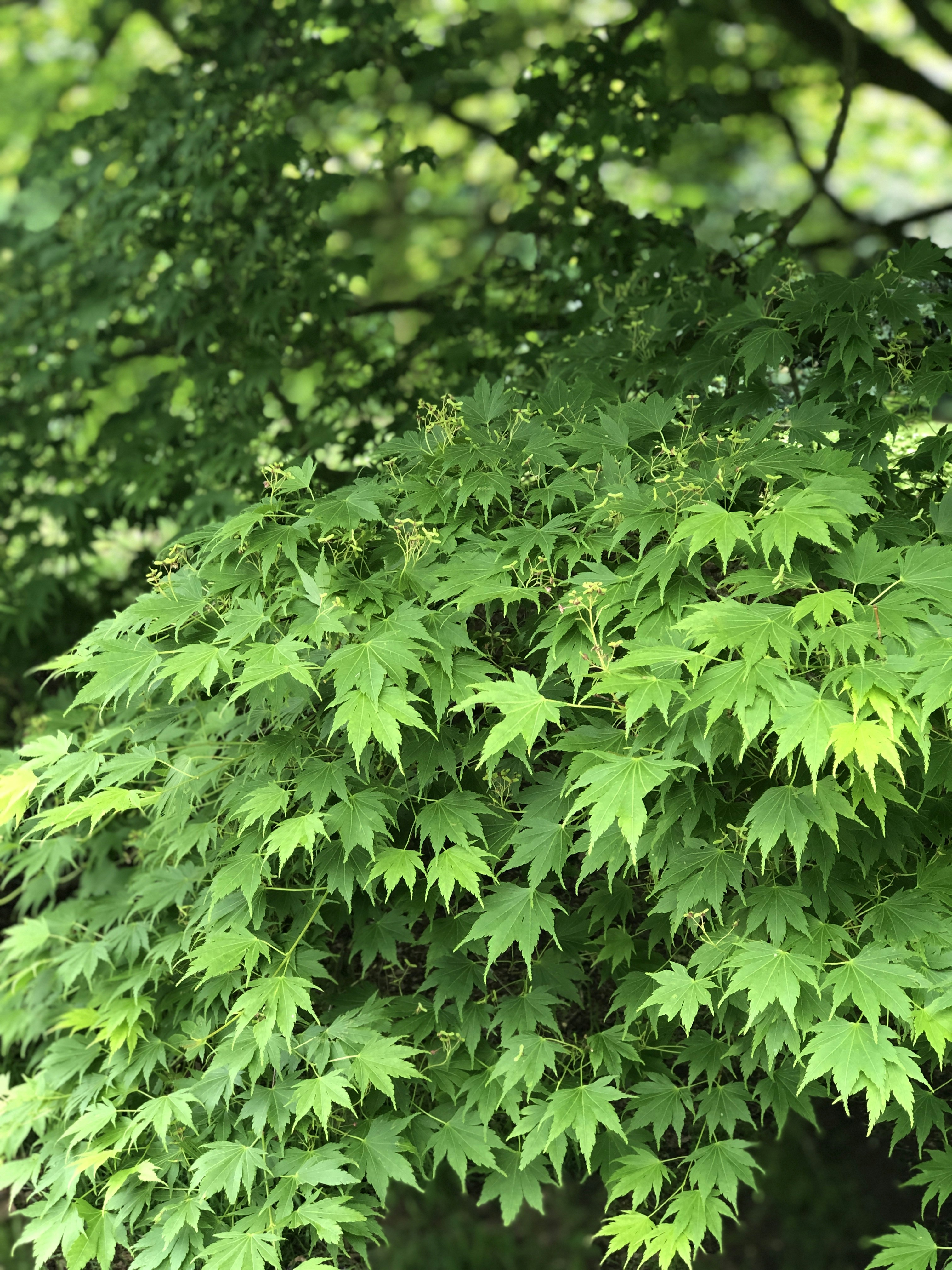 Lush green maple leaves create a vibrant canopy, showcasing the intricate patterns and textures of nature's foliage.