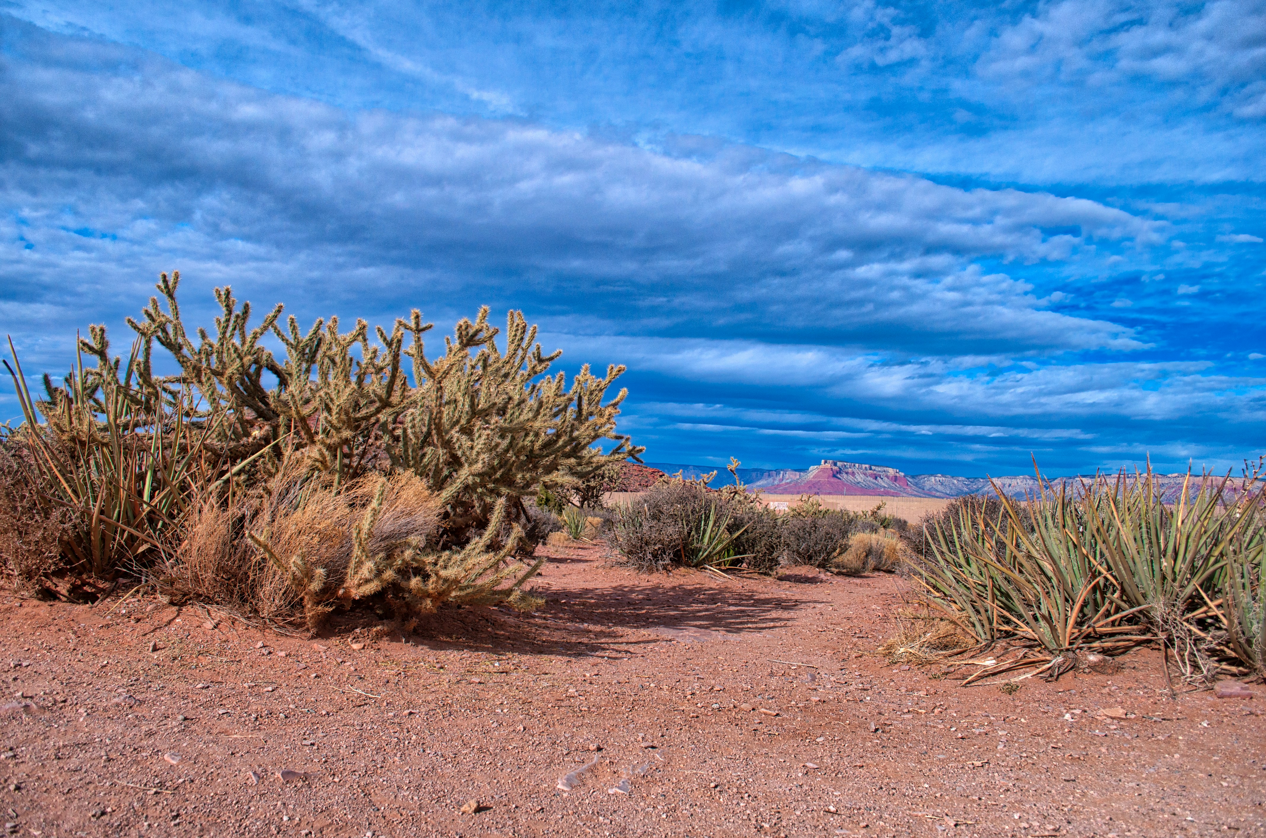Temperate Desert Vegetation