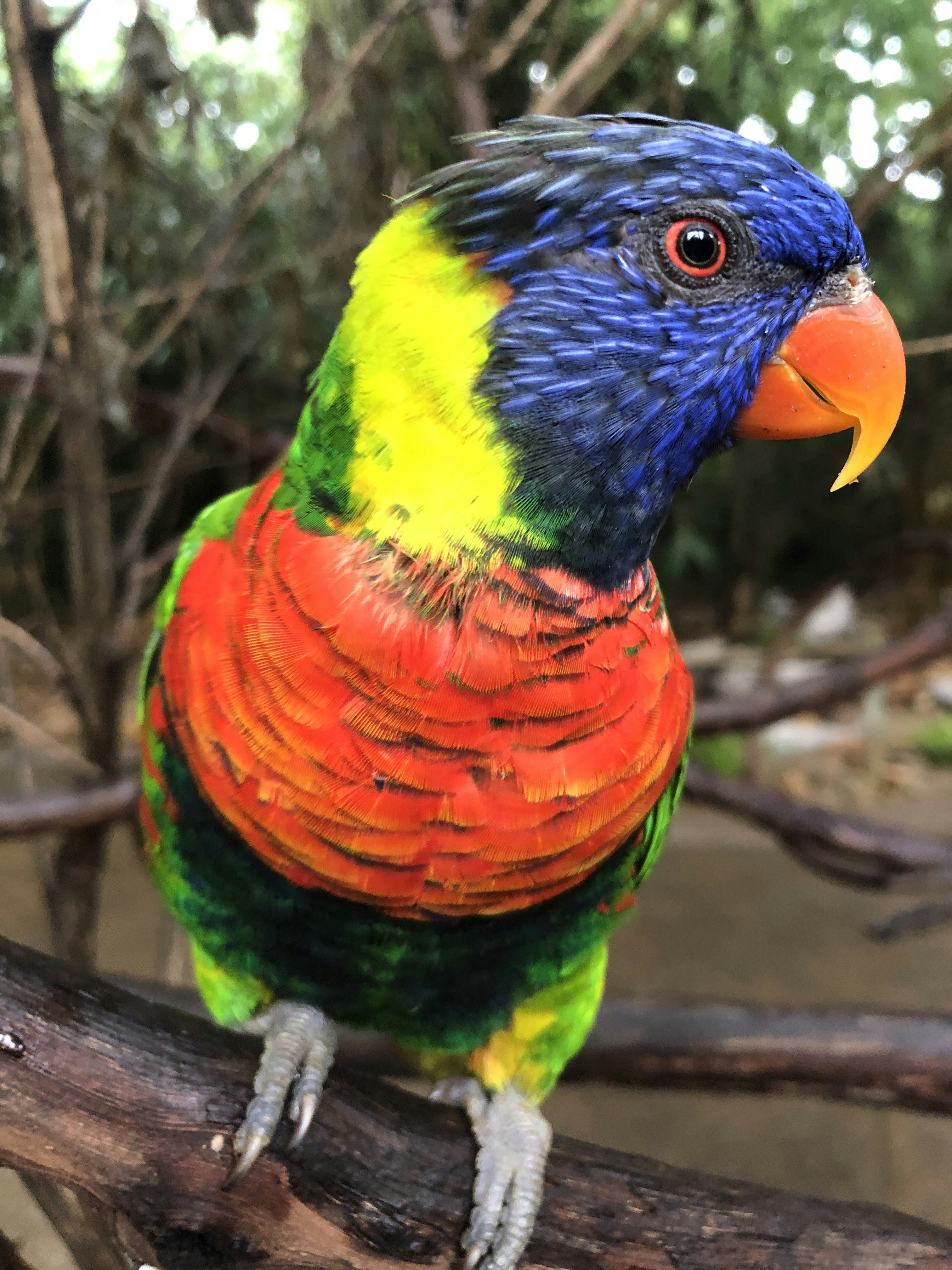 Close-up of a Rainbow Lorikeet perched on a branch, showcasing its vivid feathers and striking facial features.