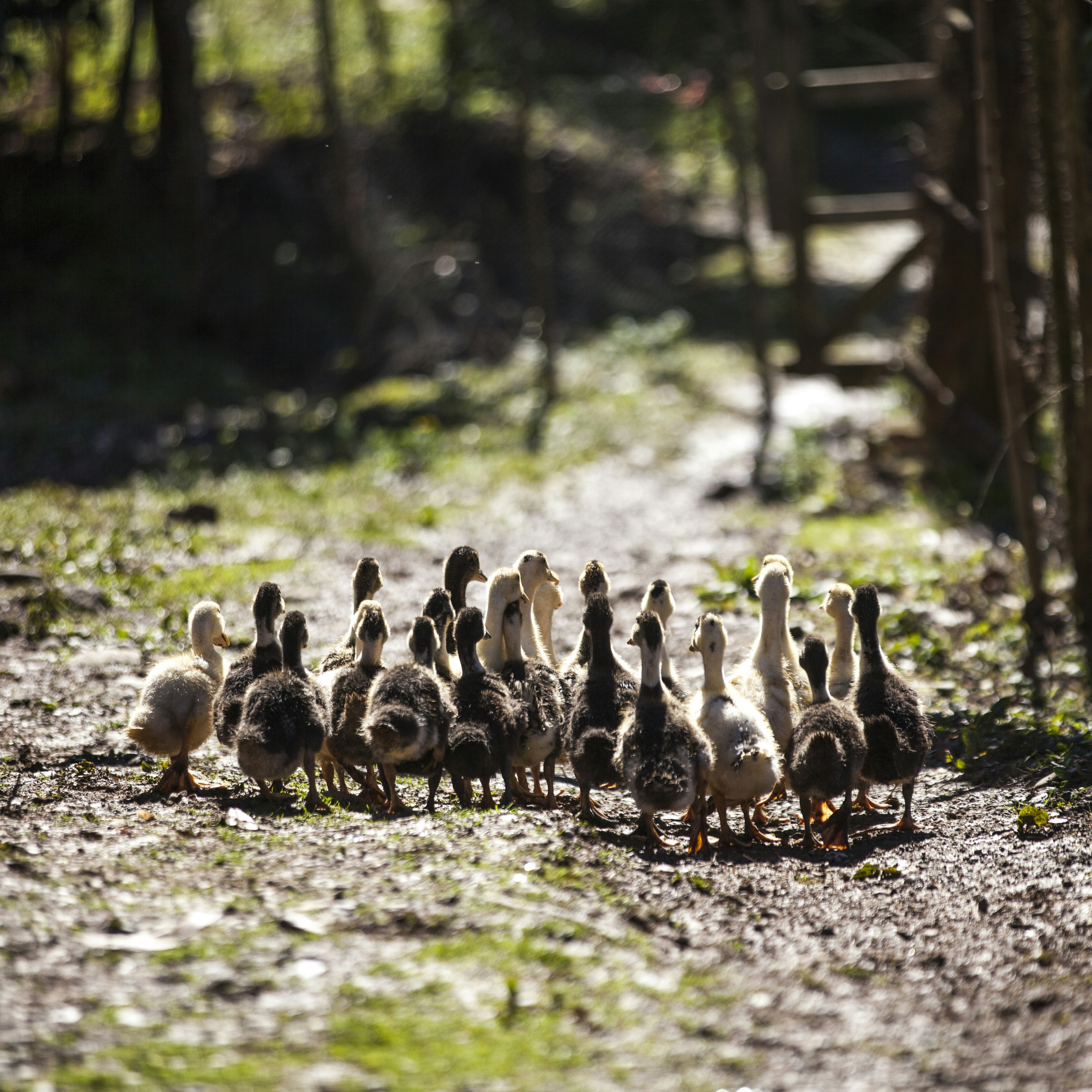 Group of ducklings on road photo – Free Animal Image on Unsplash