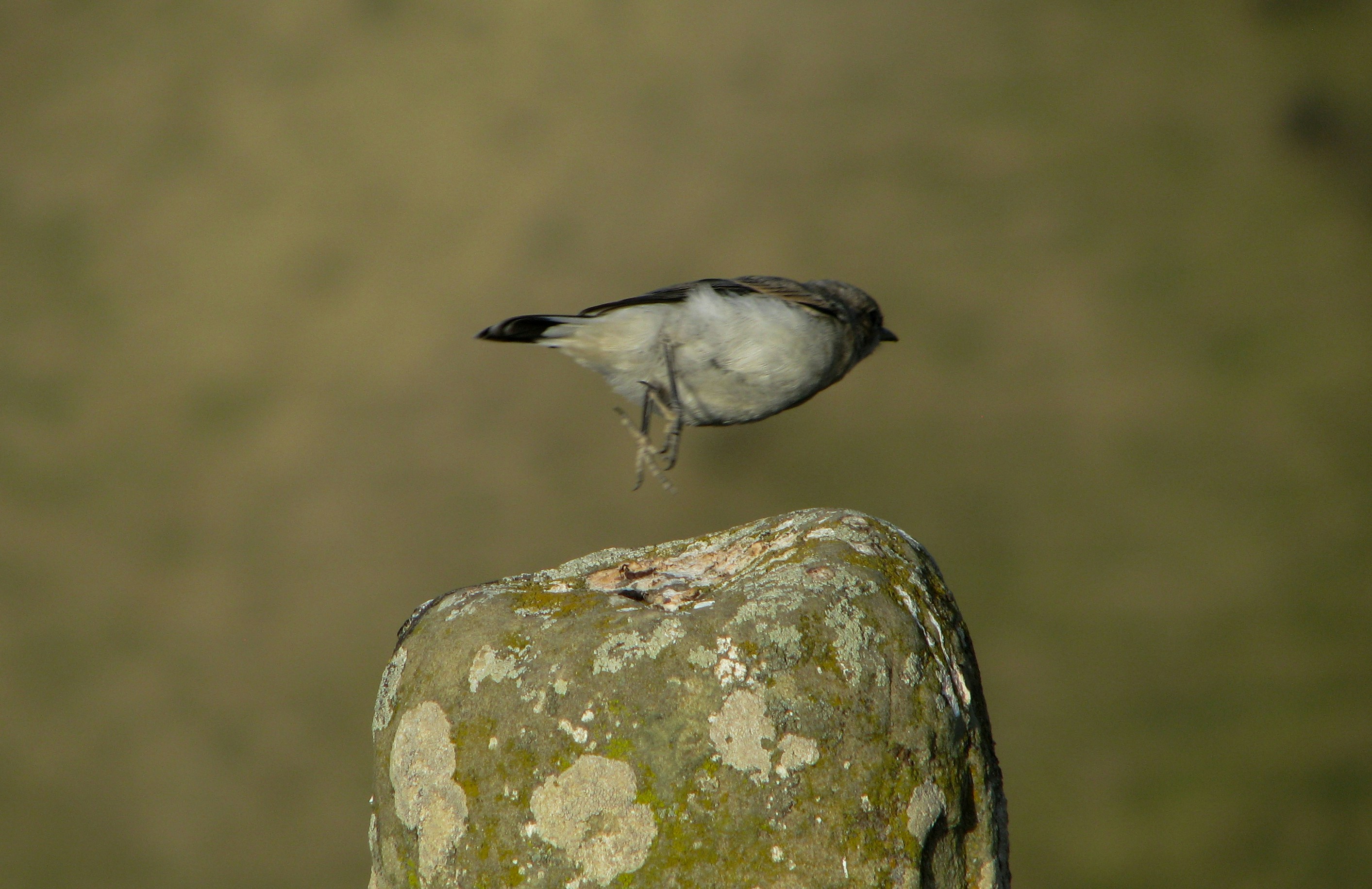 Time lapse photography of a bird about to fly photo – Free Animal Image ...