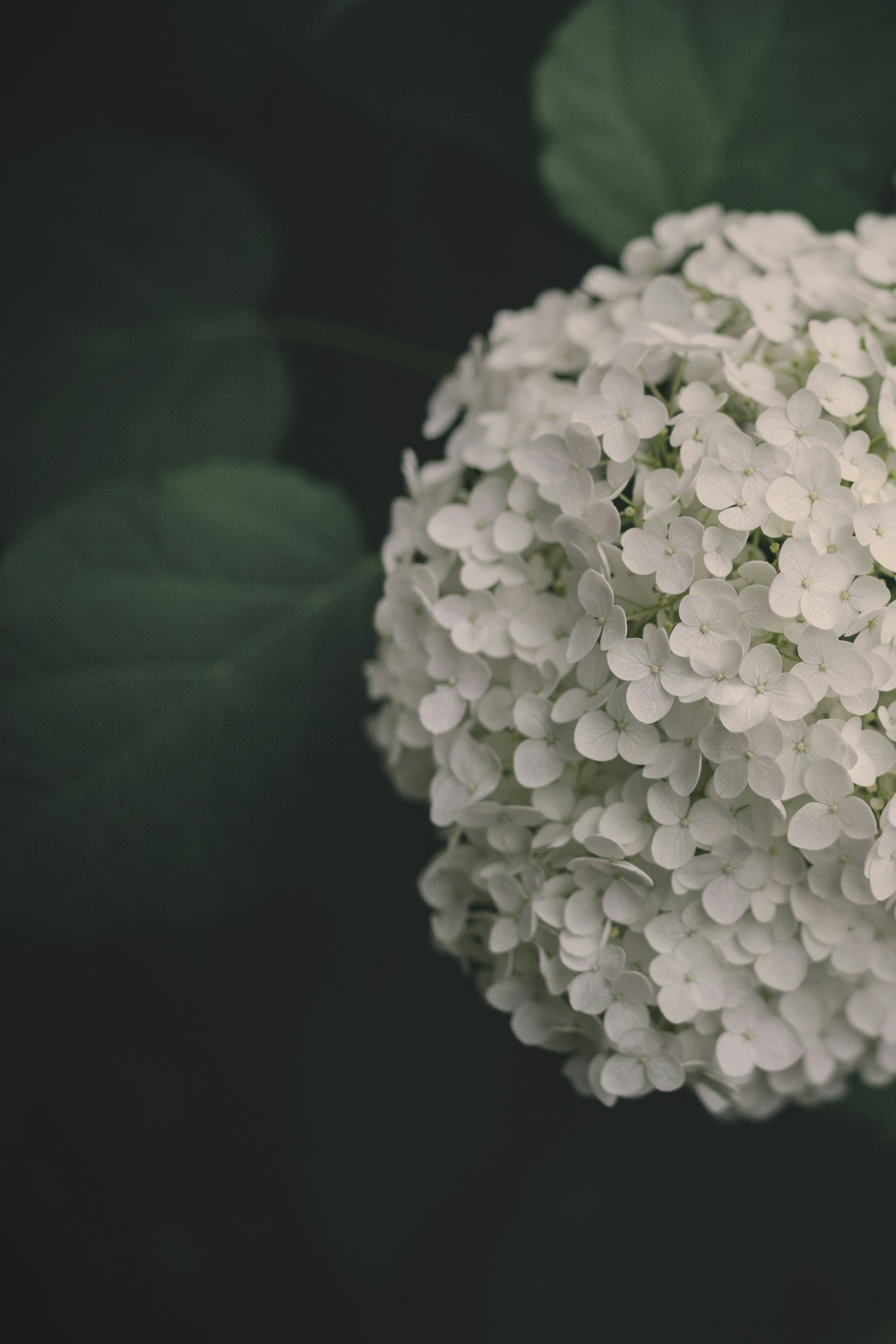 Delicate white hydrangea bloom surrounded by lush green leaves, showcasing nature's intricate design.