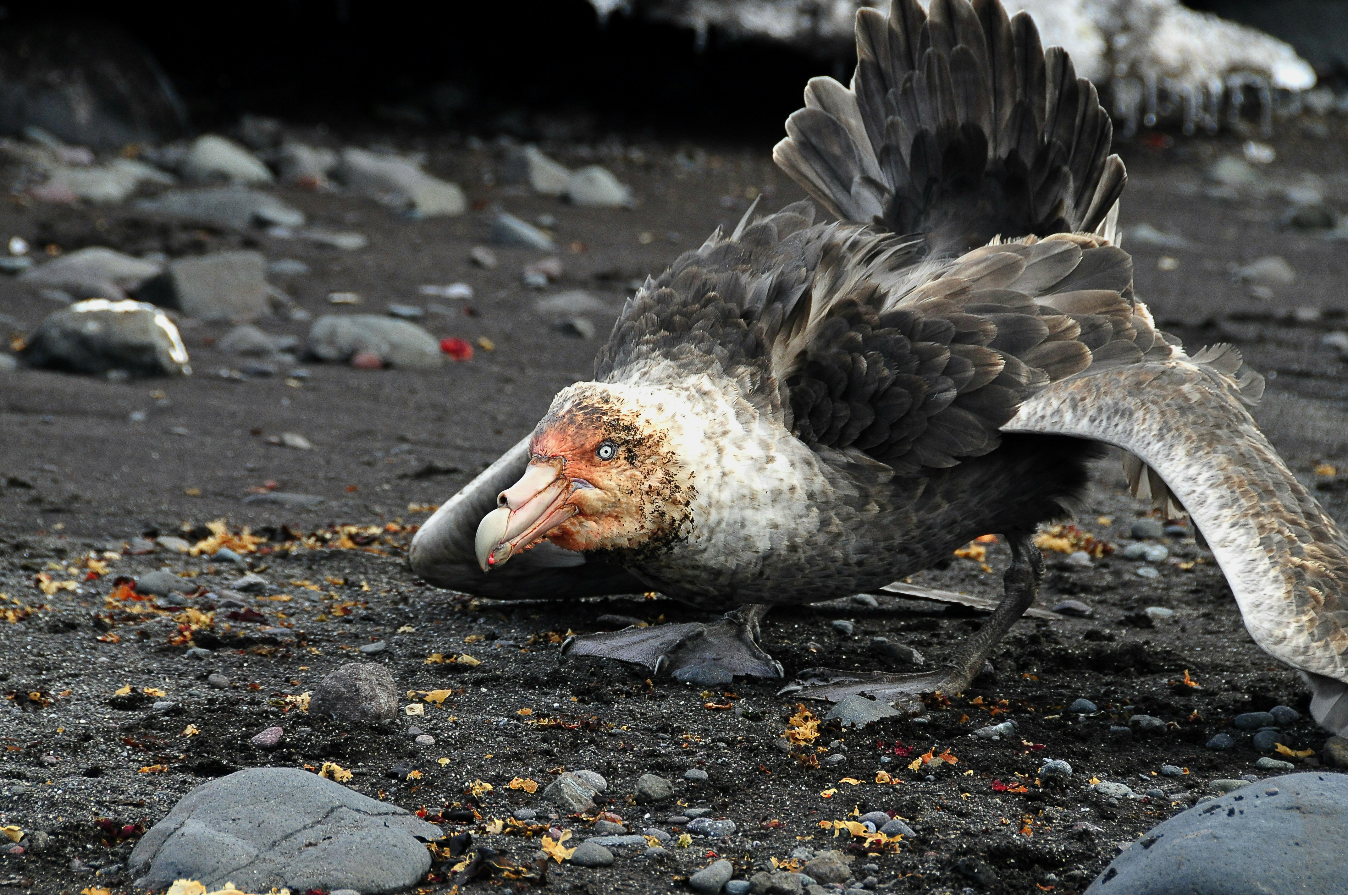 A scavenging bird with distinctive plumage rummaging through pebbles on a dark beach, showcasing its unique features and behavior.