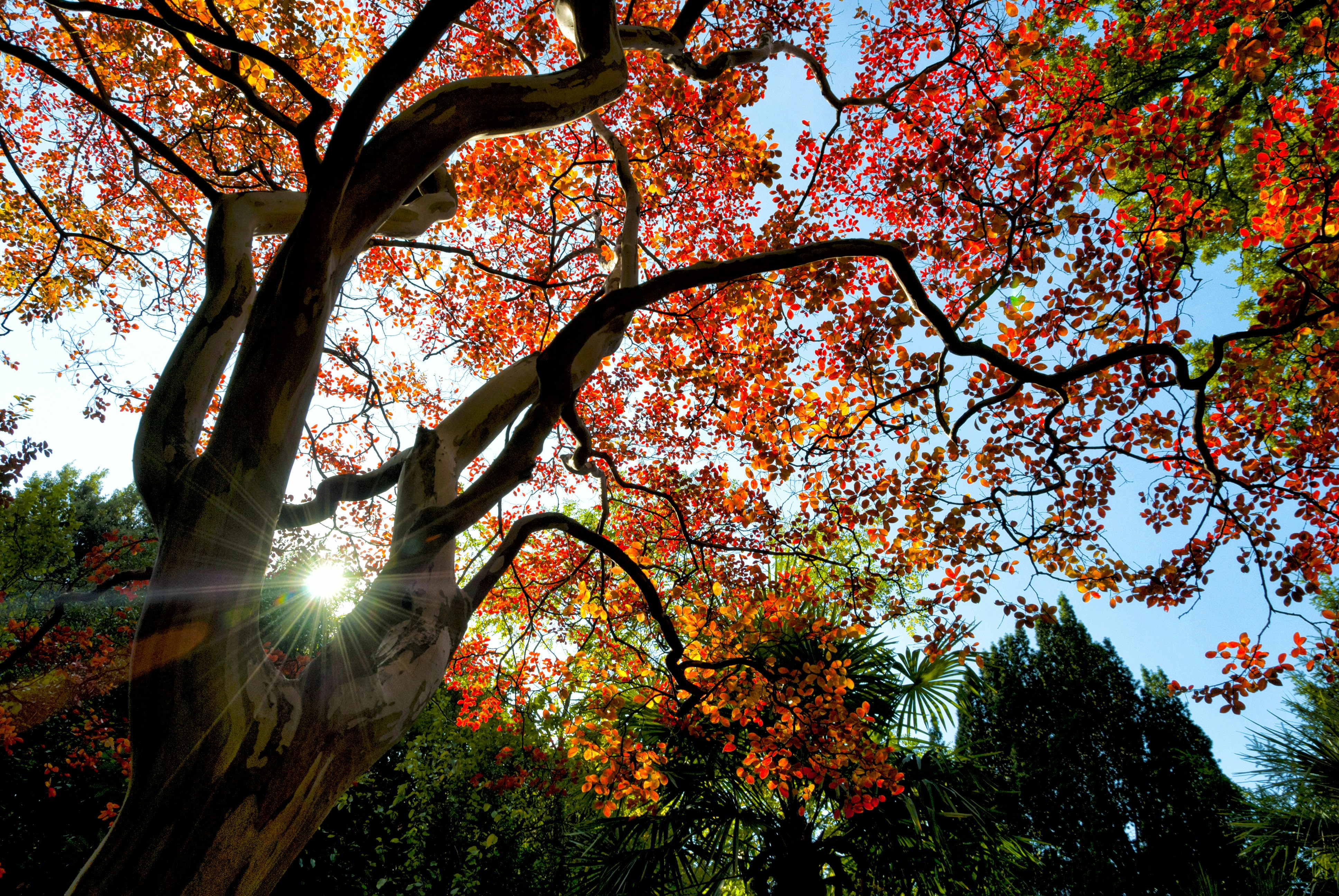 Arbre à feuilles rouges photo – Photo Arbre Gratuite sur Unsplash