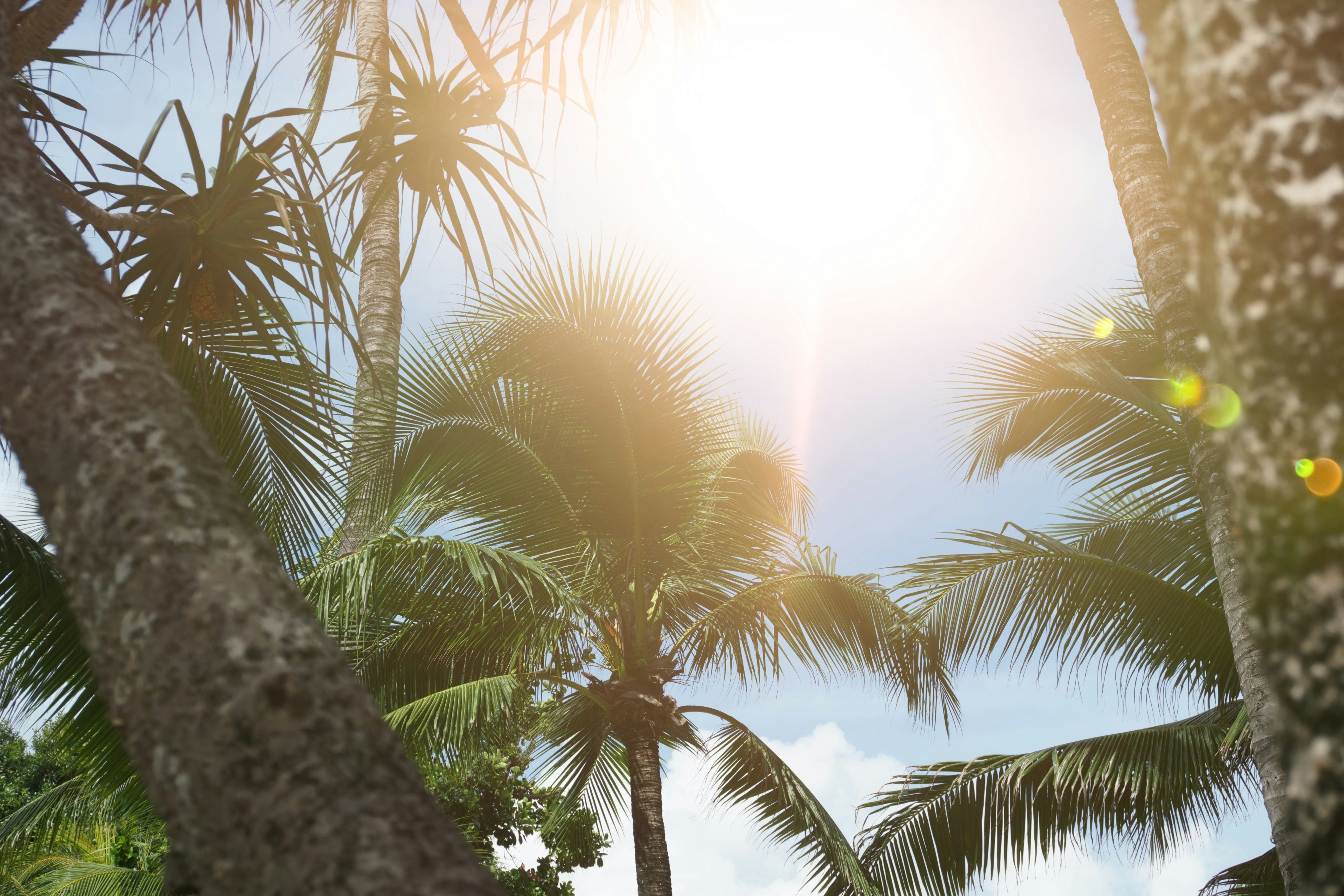 Summer Sun Pictures | Download Free Images on Unsplash