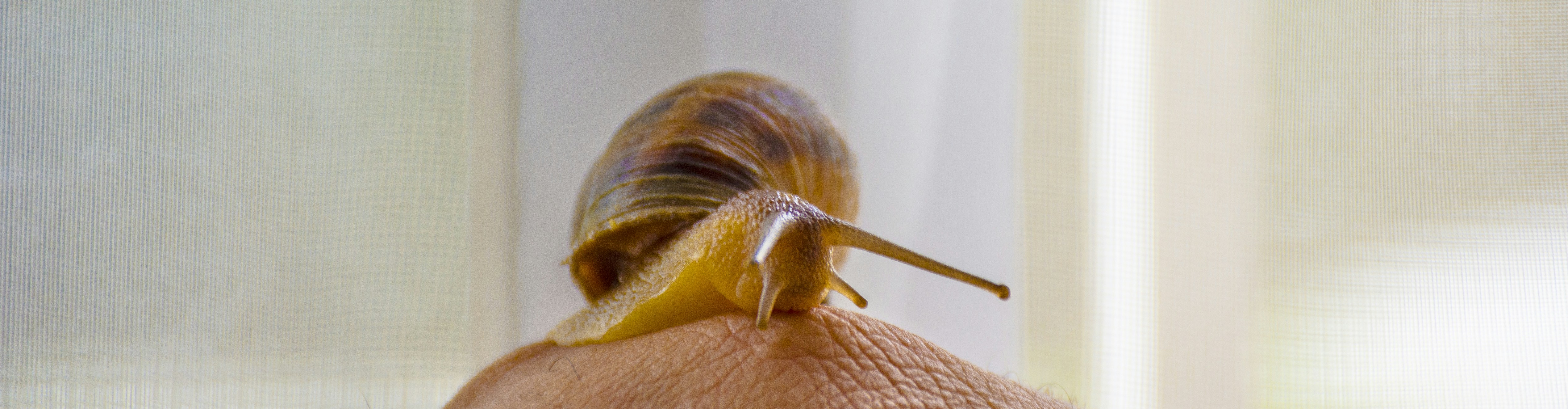 Sunlit Macro Moment: a tiny snail graces a fingertip