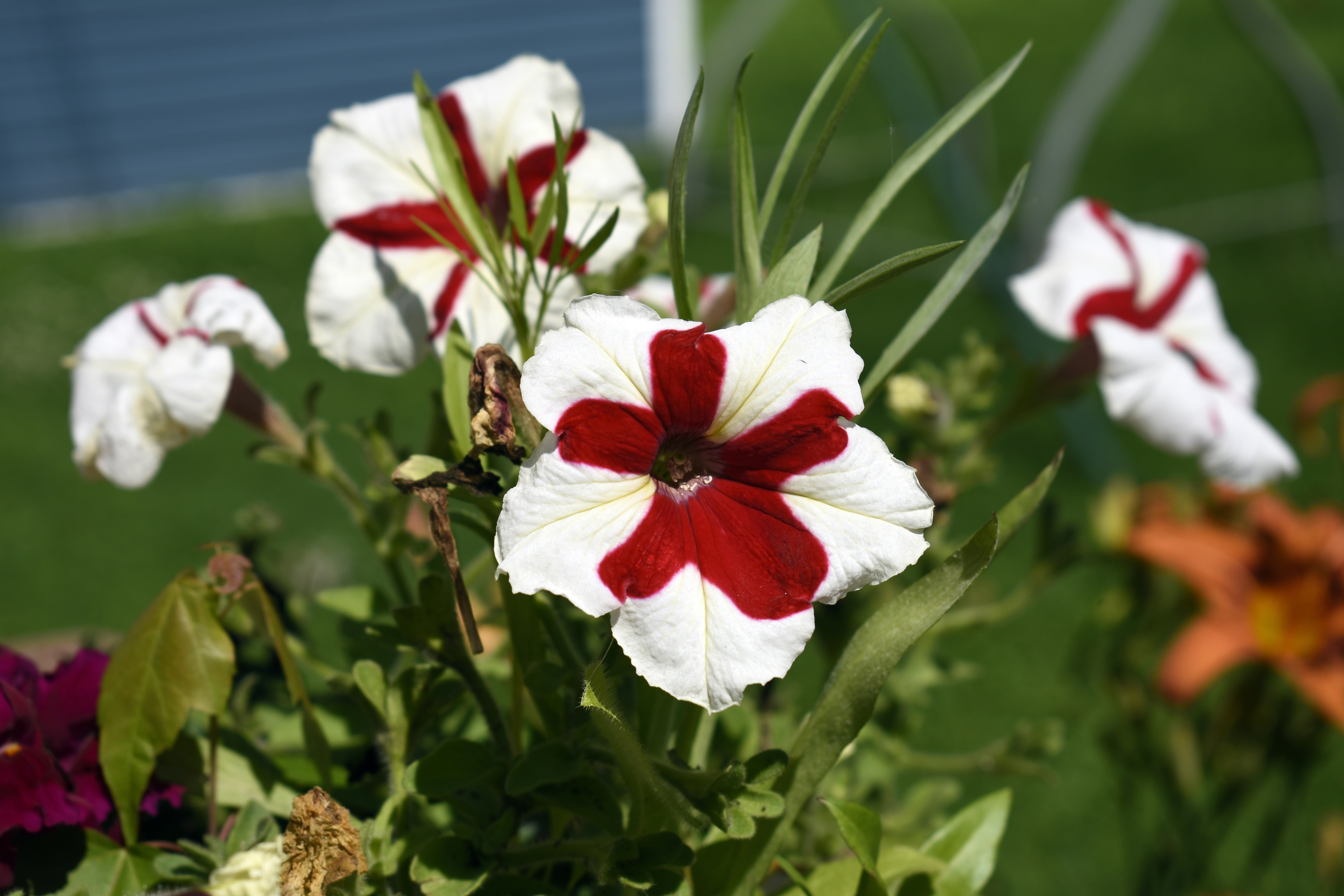 Flowers that are pretty